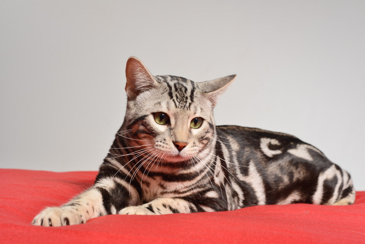 Spotselotica Jungleprince - Silver Moon Bengals - de zilver bengaal ...