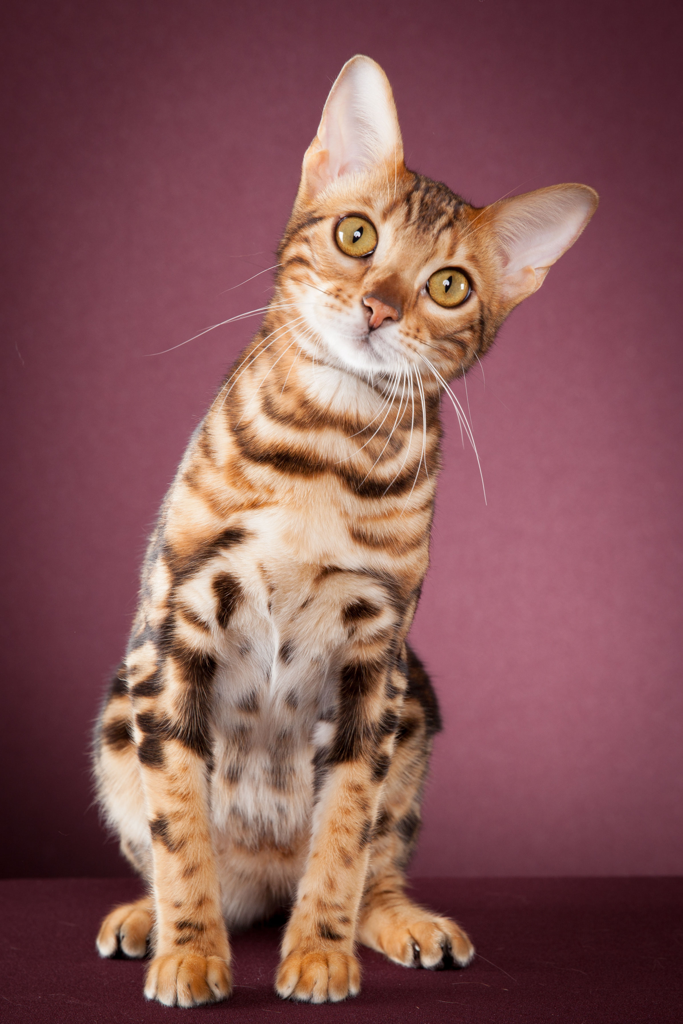Katchiri of Silver Moon Bengals - Silver Moon Bengals - de zilver ...