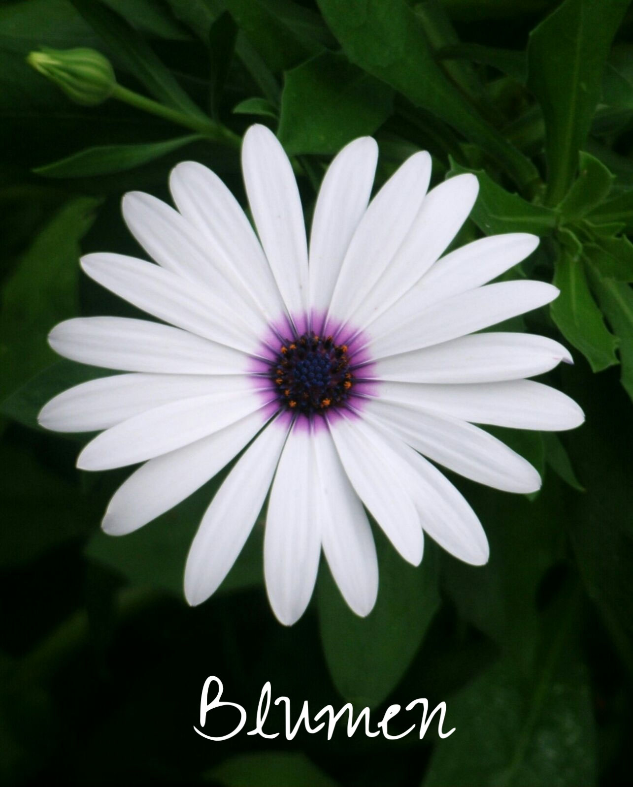 Fotografie - Floras Perlentiere