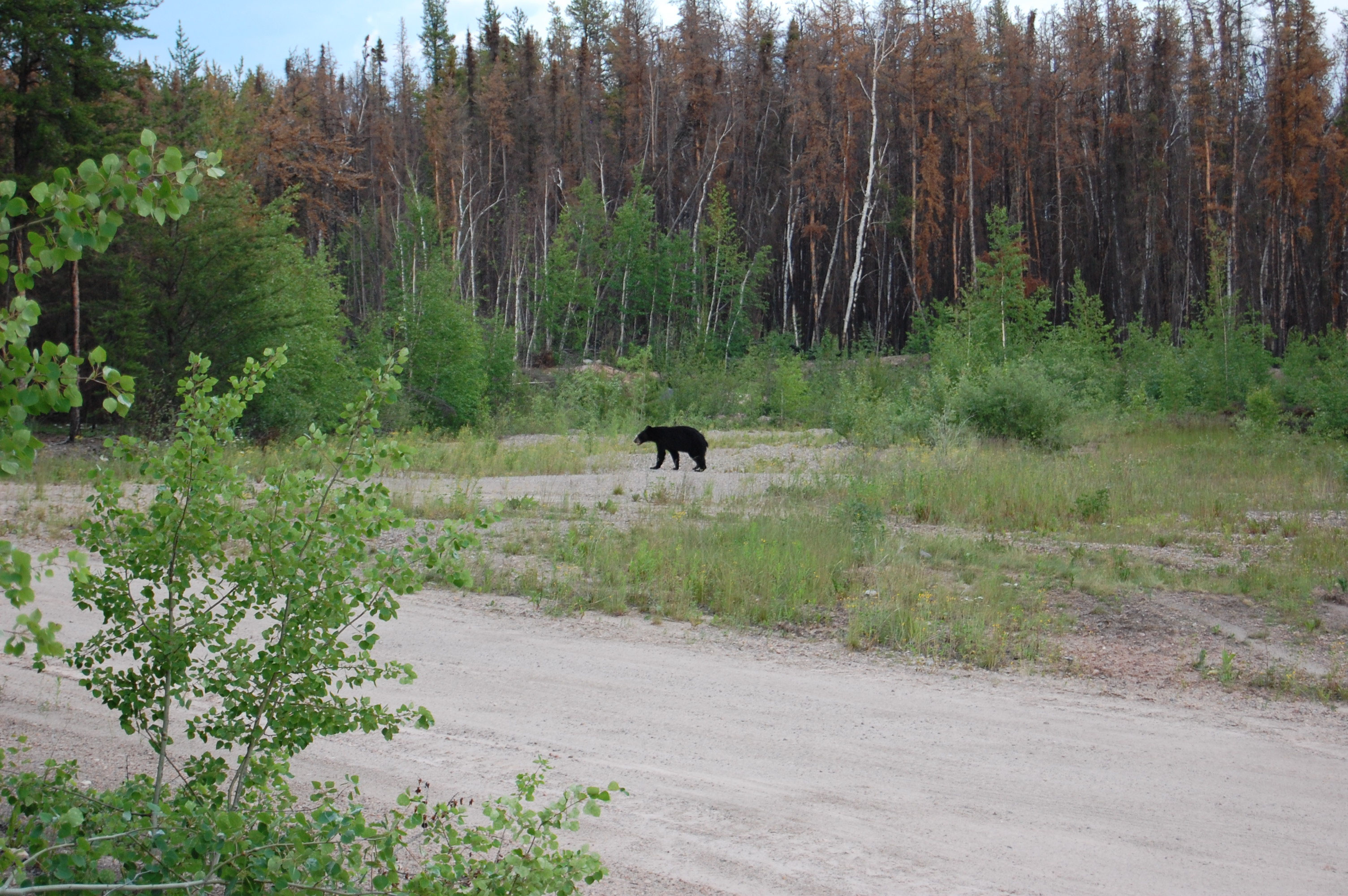 Cluff Lake Juni 2016 - magikoosts Webseite!