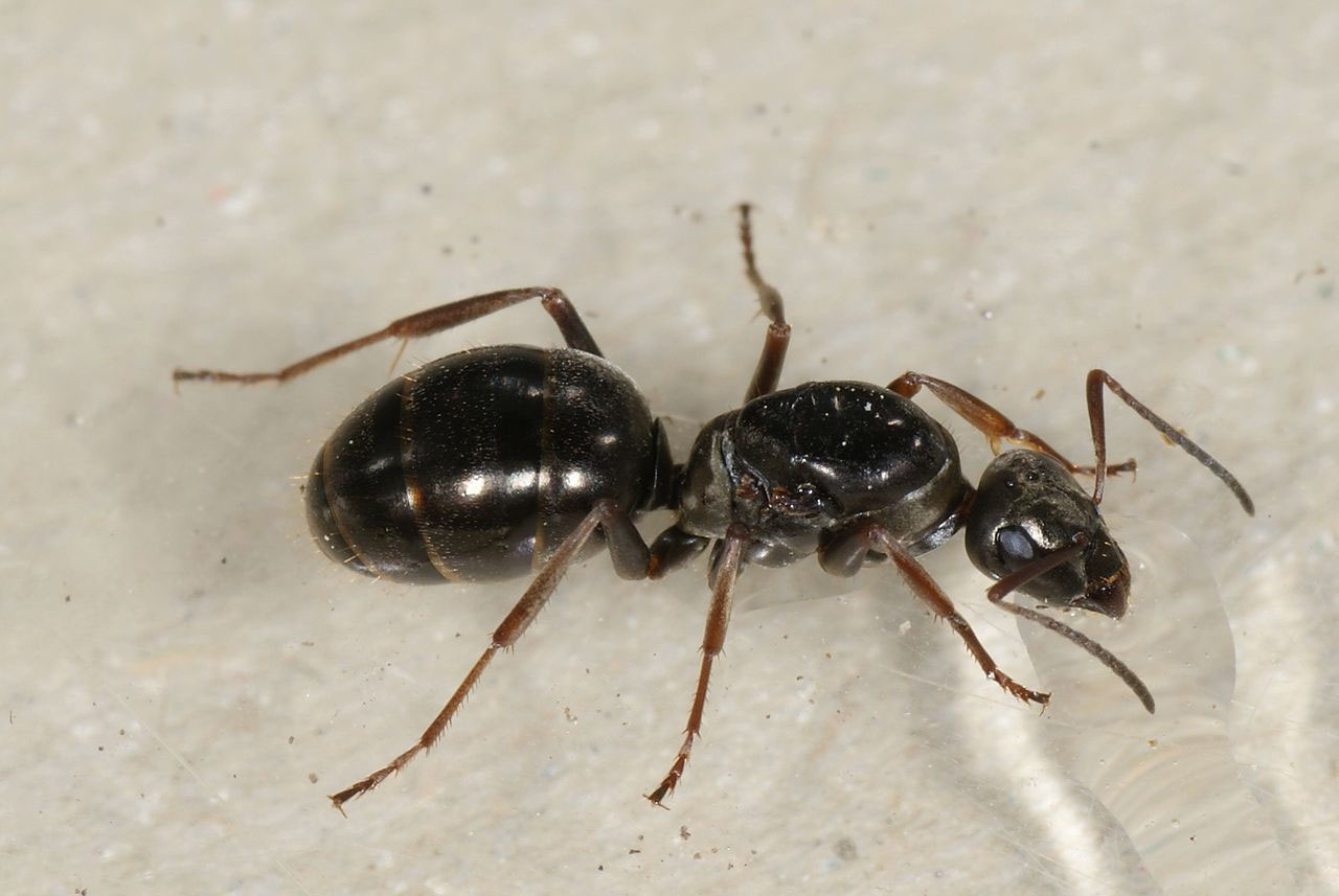 Formica fusca (Linnaeus, 1758) - antvidkz