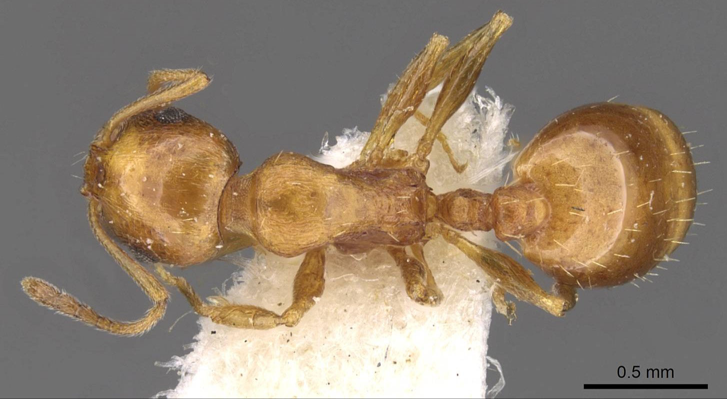 Temnothorax melleus (Forel, 1904) - antvidkz