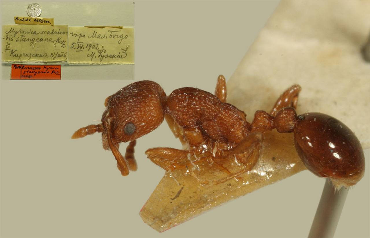 Myrmica stangeana (Ruzsky, 1902) - antvidkz