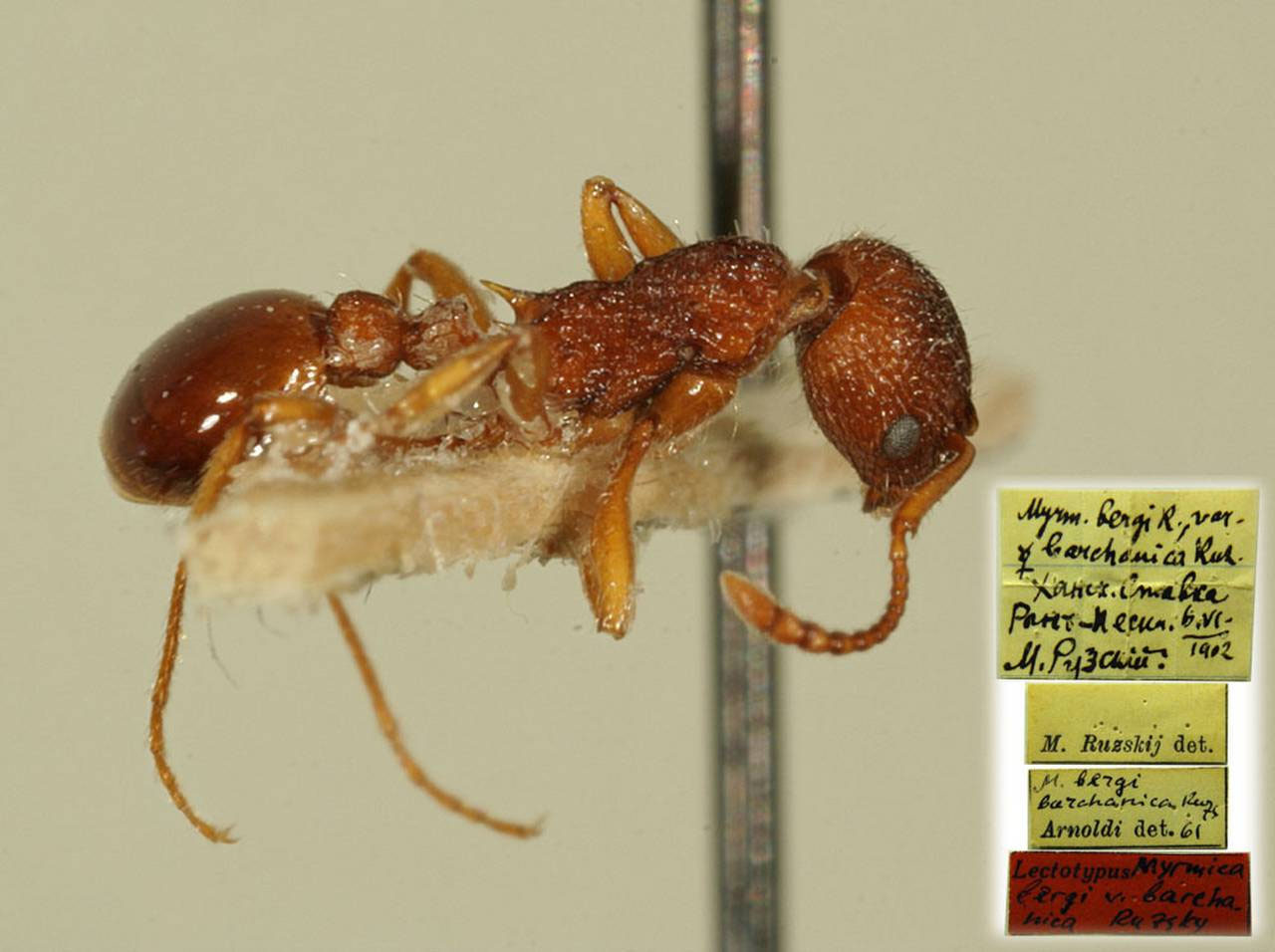Myrmica bergi (Ruzsky, 1902) - AntsKZ