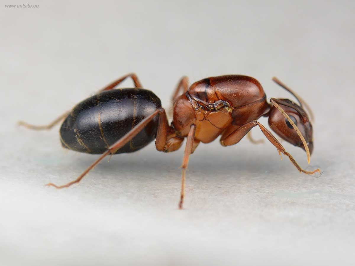 Camponotus turkestanicus (Emery, 1887) - AntsKZ
