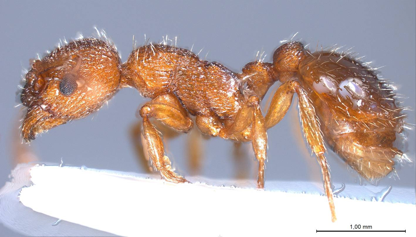 Myrmica salina (Ruzsky, 1905) - antvidkz
