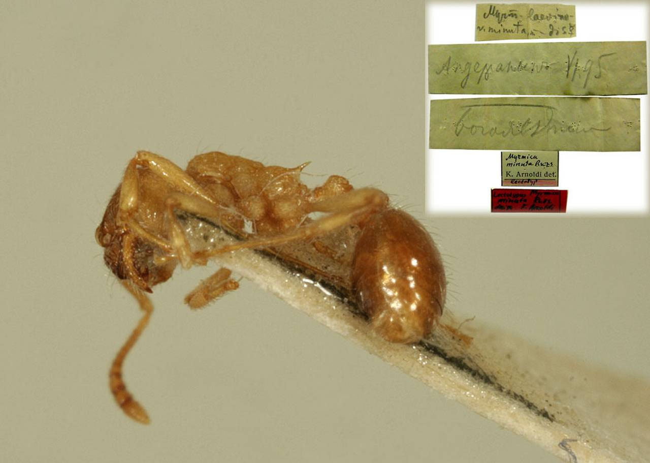 Myrmica dshungarica (Ruzsky, 1905) - AntsKZ