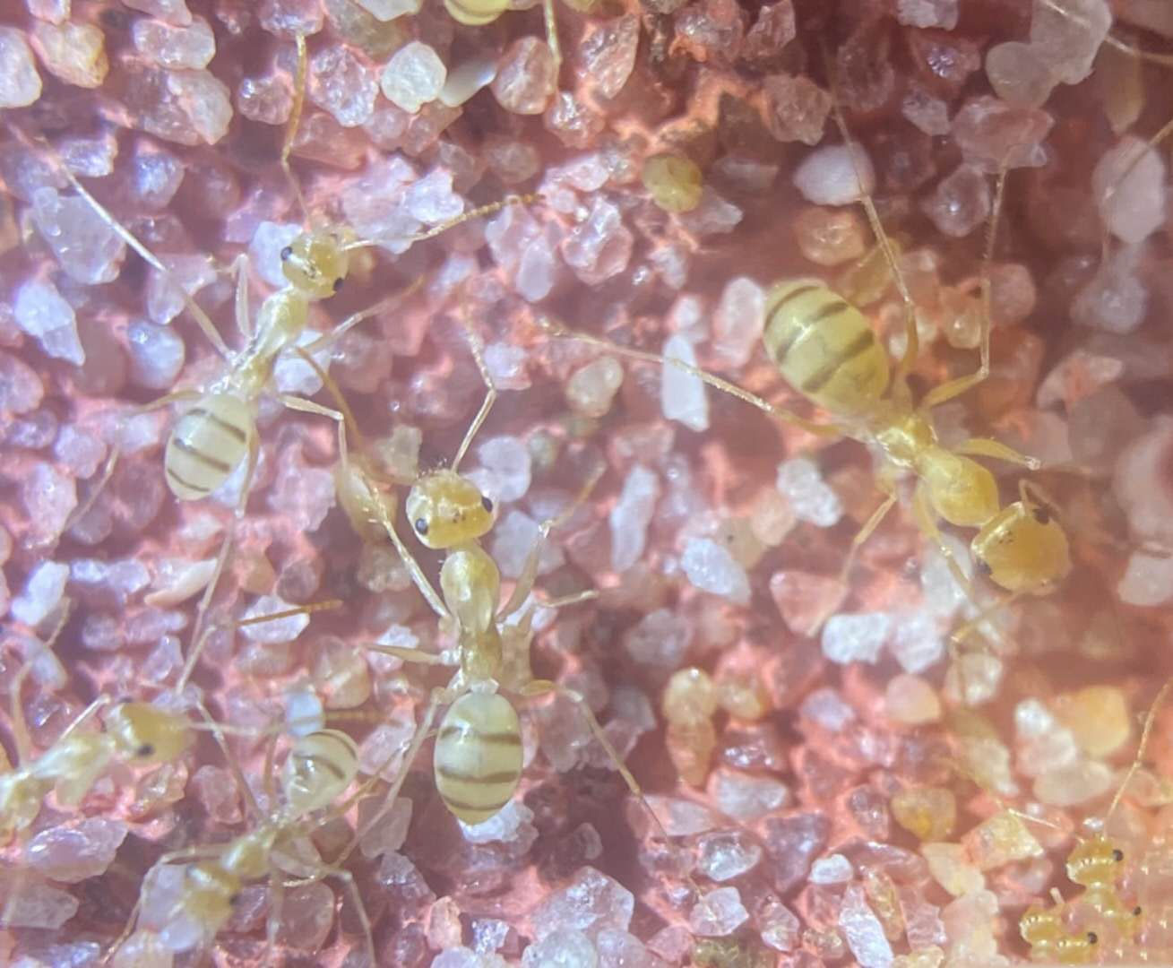 Cataglyphis pallida (Mayr, 1877) - AntsKZ