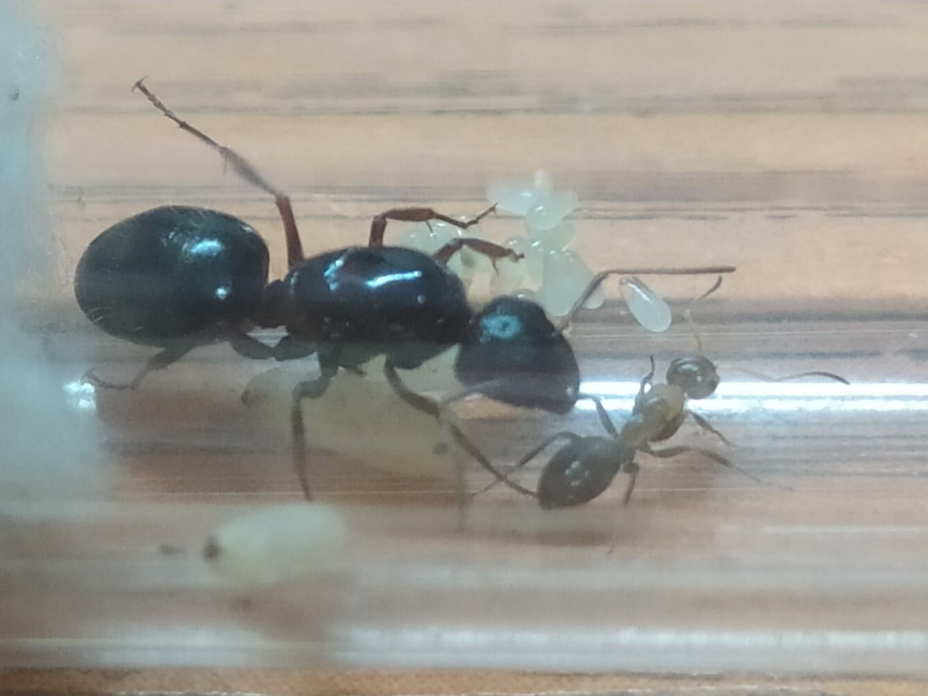 Camponotus interjectus (Mayr, 1877) - AntsKZ