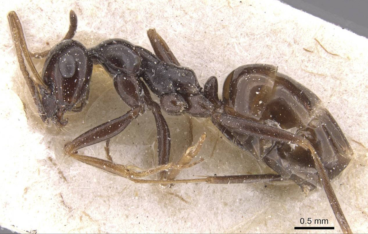 Proformica nitida (Kuznetsov-Ugamsky, 1923) - AntsKZ