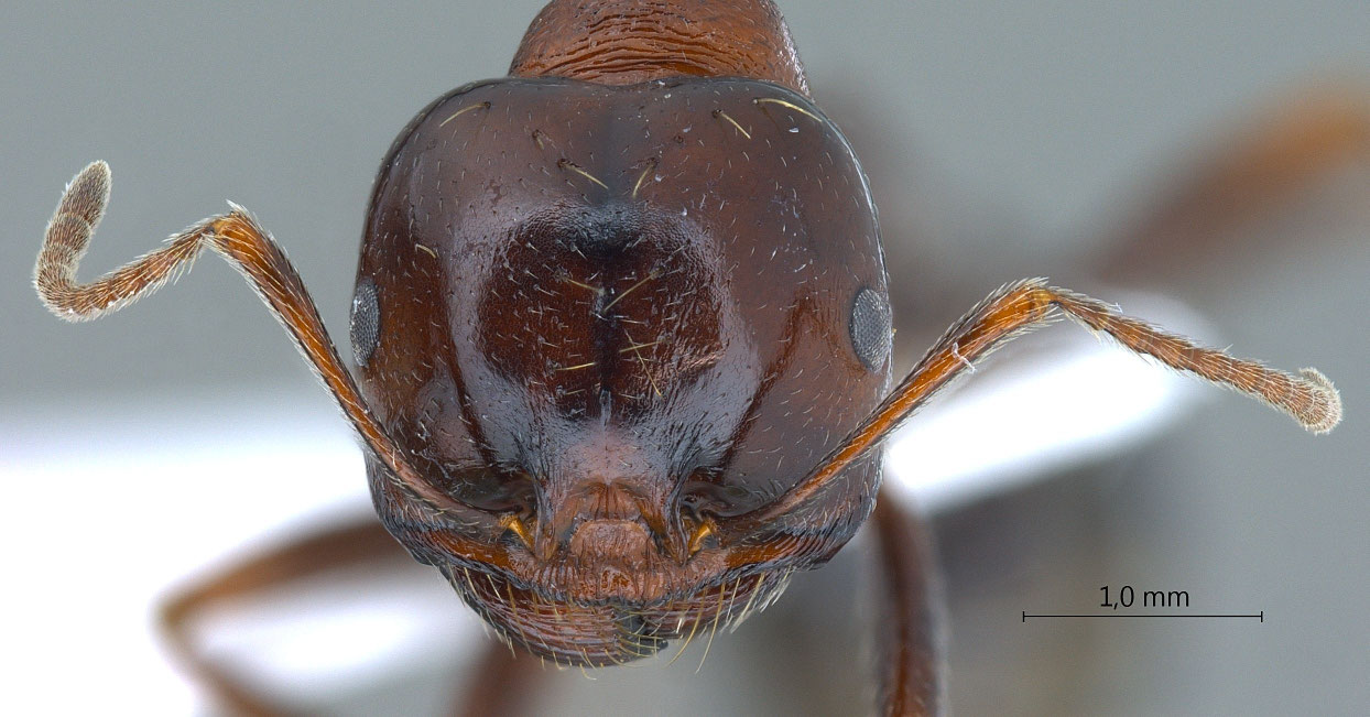 Messor incorruptus (Ruzsky, 1923) - AntsKZ