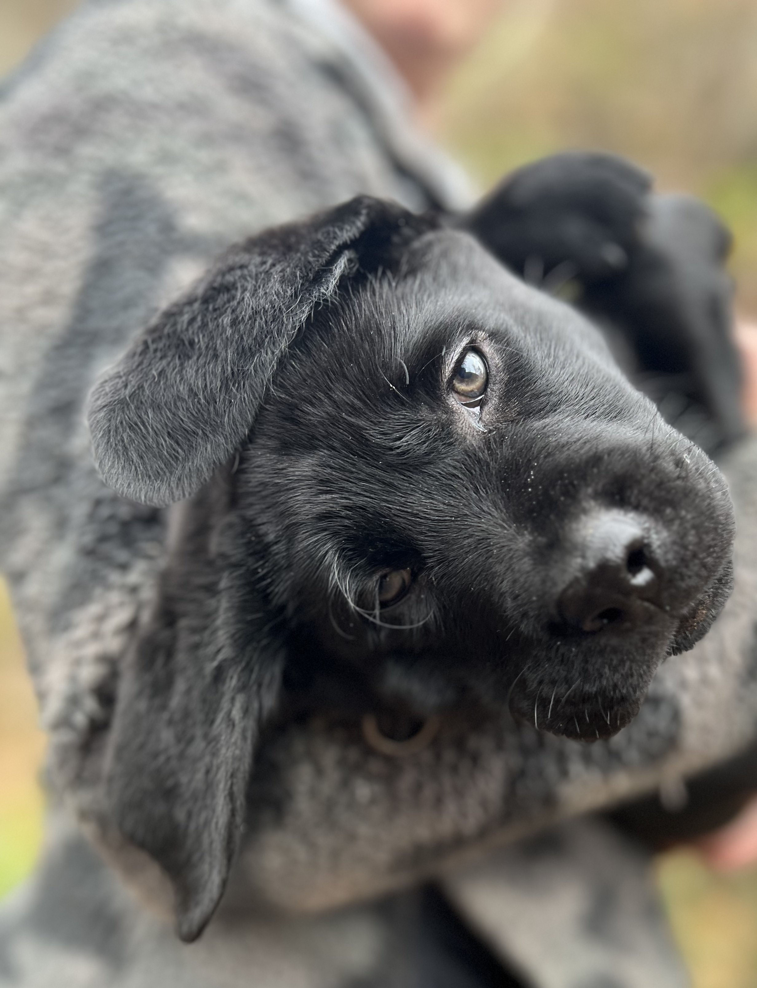 So geht´s weiter - Labrador vom Tor zum Pfälzer Wald