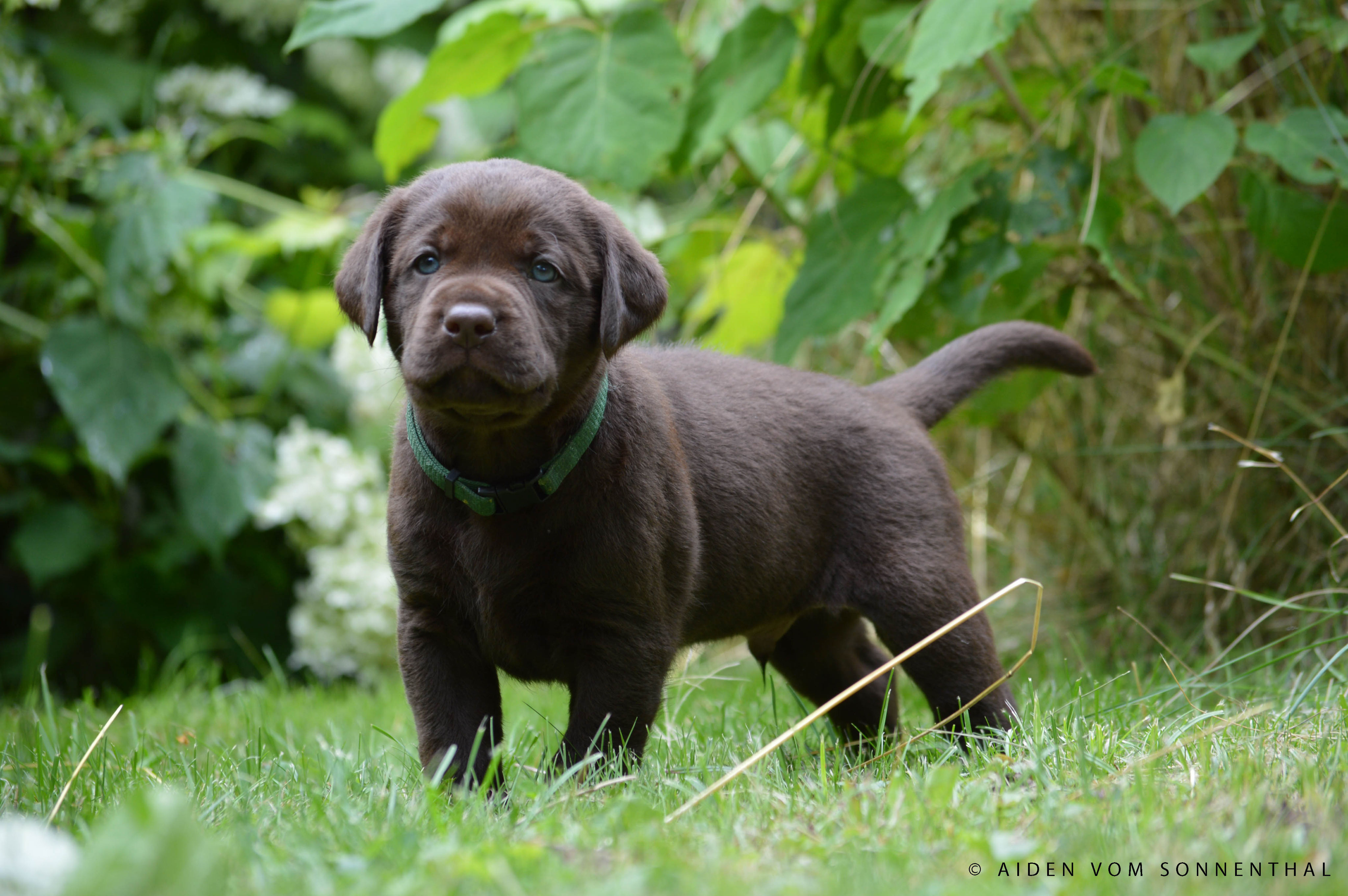 Home - labradorzucht vom sonnenthal