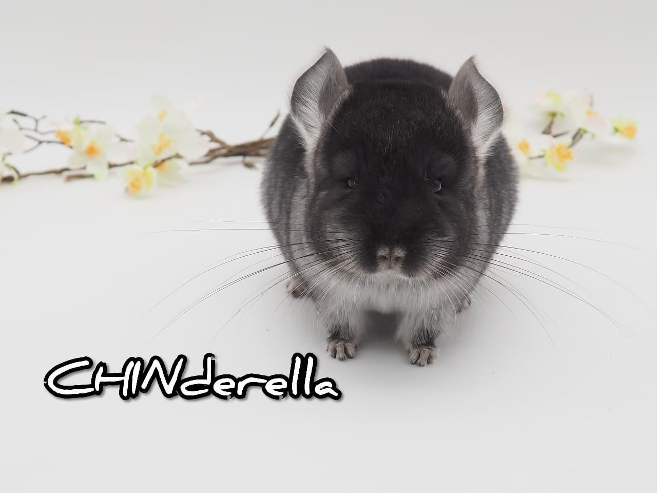 Meine Zuchtgruppen - valhalla-chinchillass Webseite!