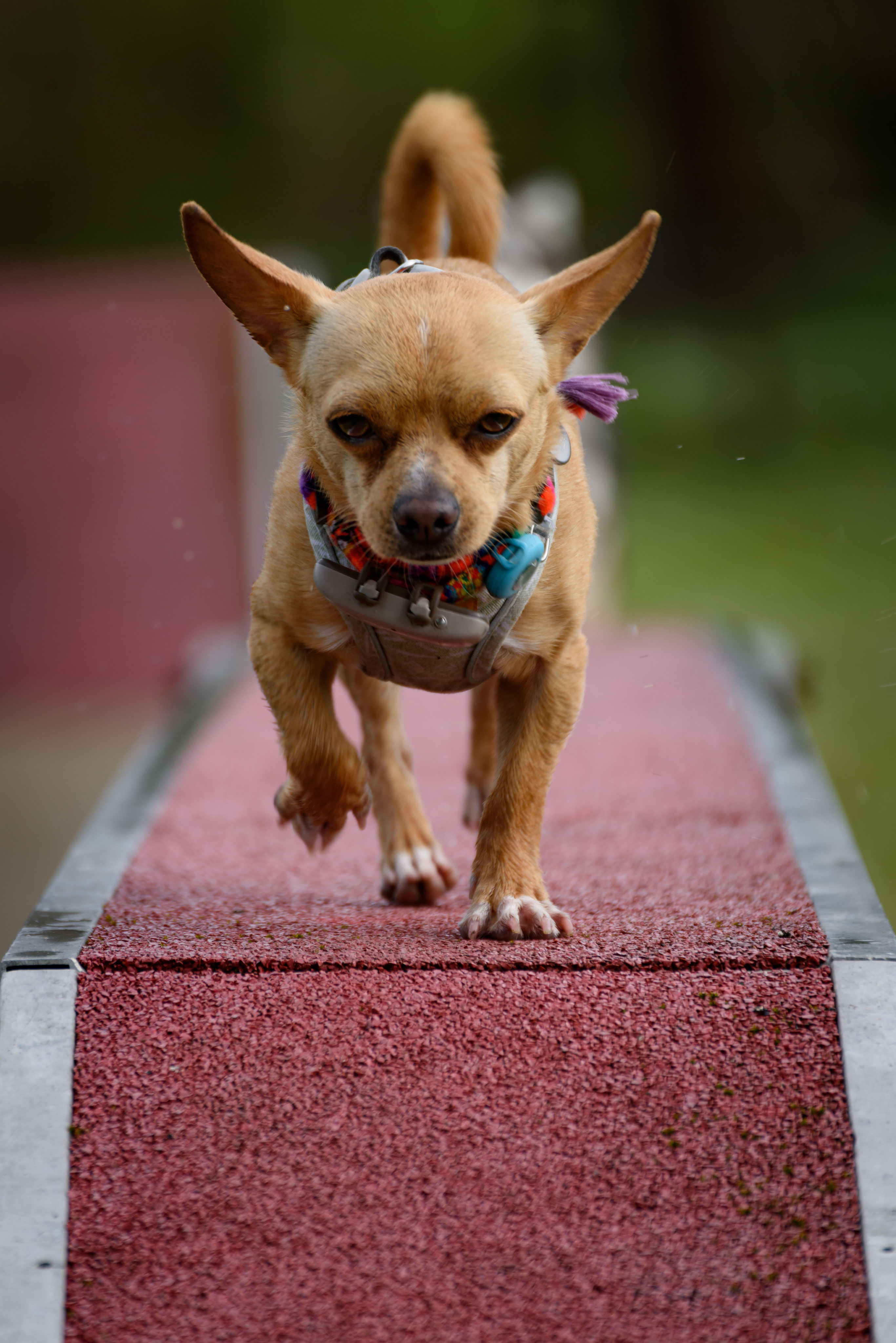 PIMP MY DOG - PHOTO AKTION - Hunde- & Katzensalon, Hundesalon ...