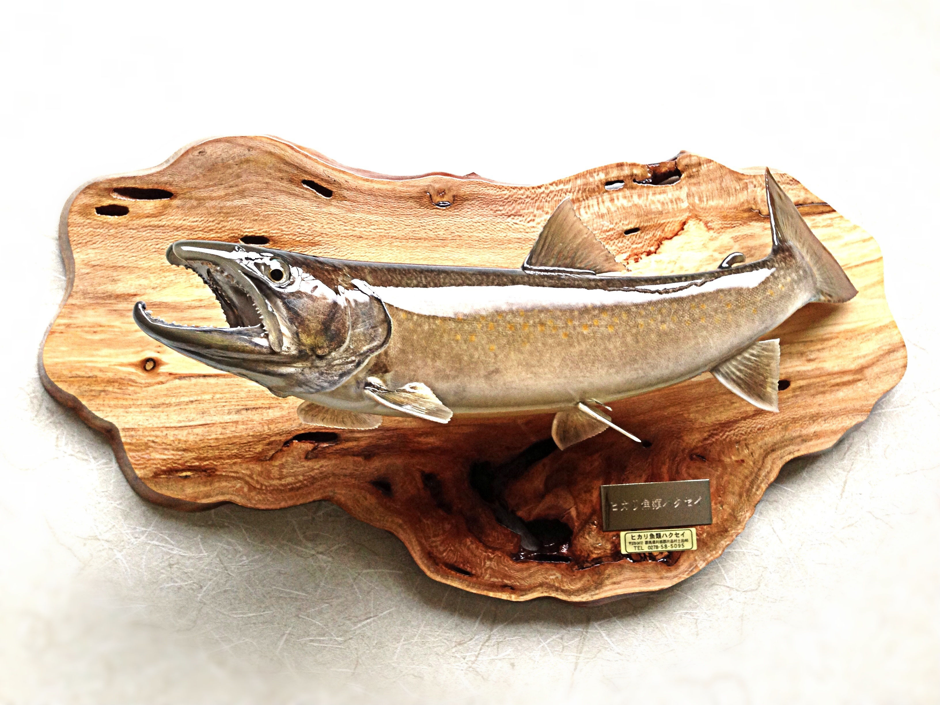 ホーム - ヒカリ魚類ハクセイ hikari fish taxidermy studio