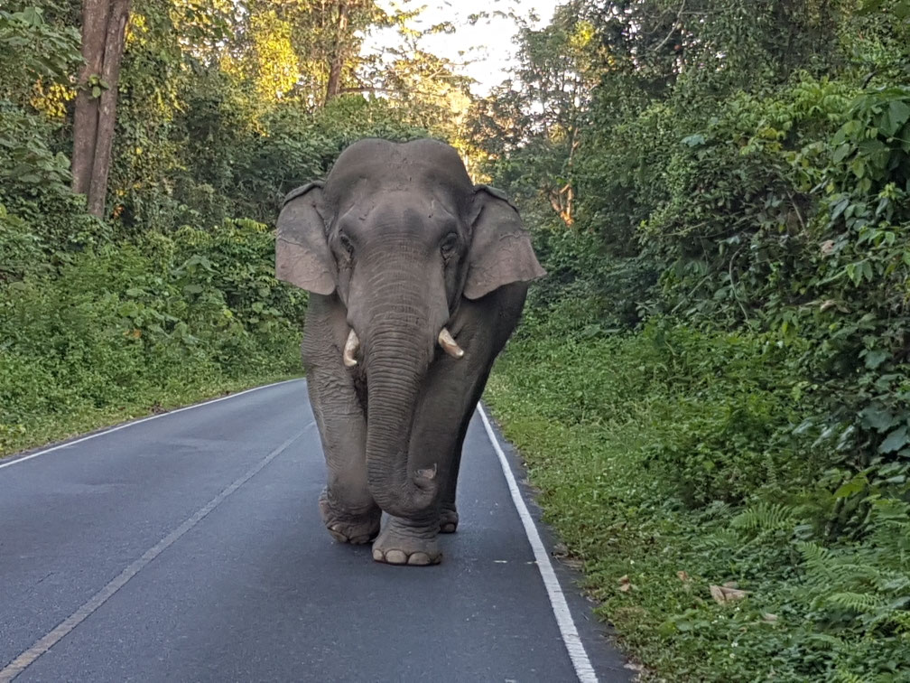 Der Kao Yai Nationalpark - Mabrila Blog