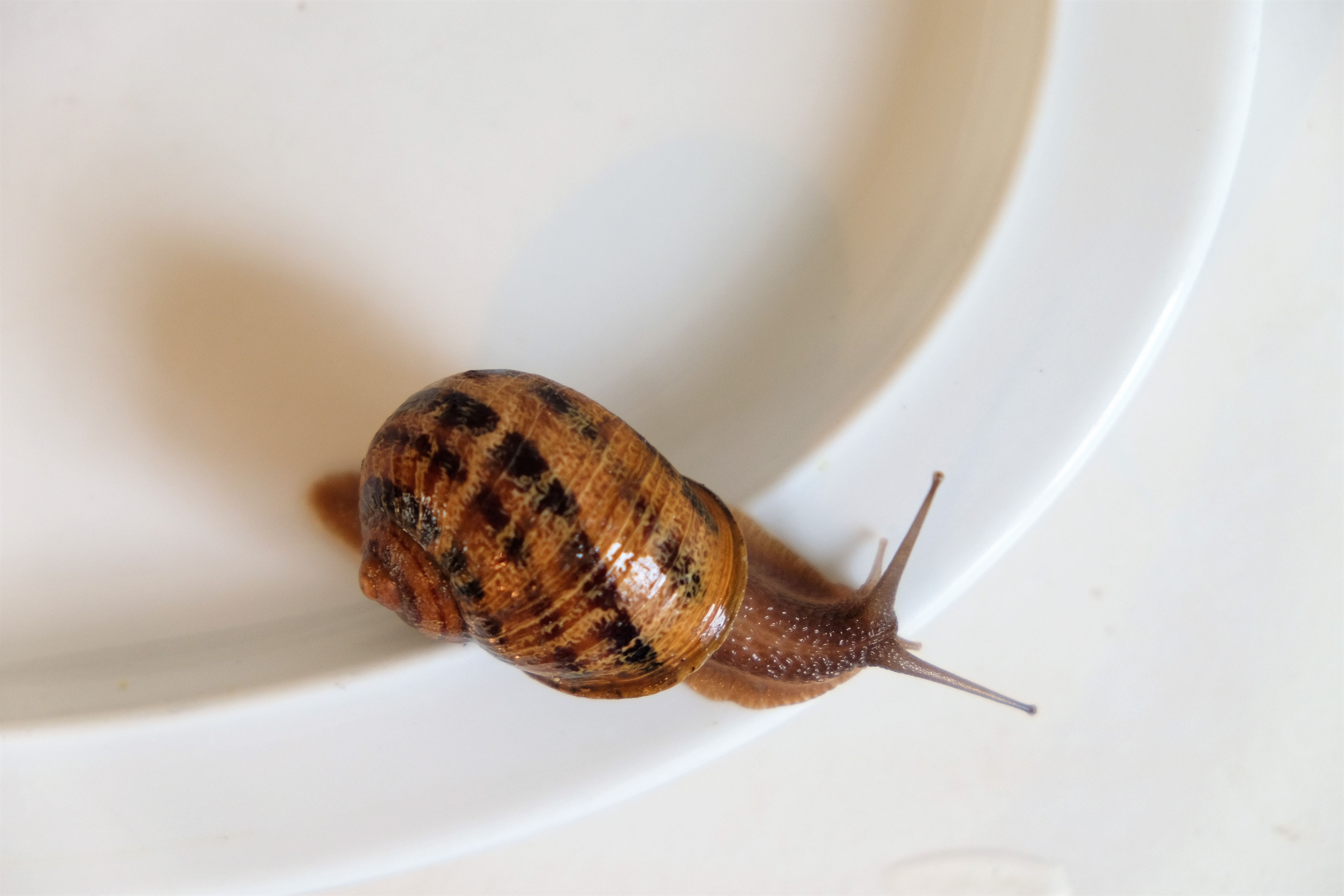 Entrepot d'Escargots - De website van entrepotdescargots!