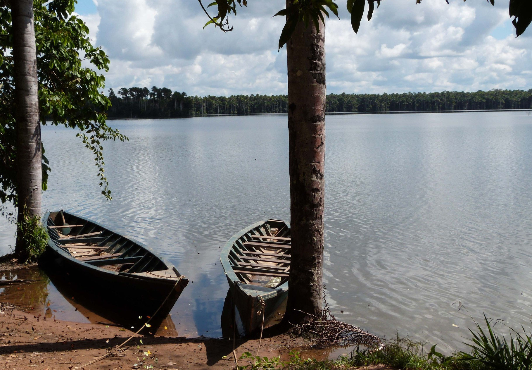 Full day Lago Sandoval - Tambopata Tours, Peru