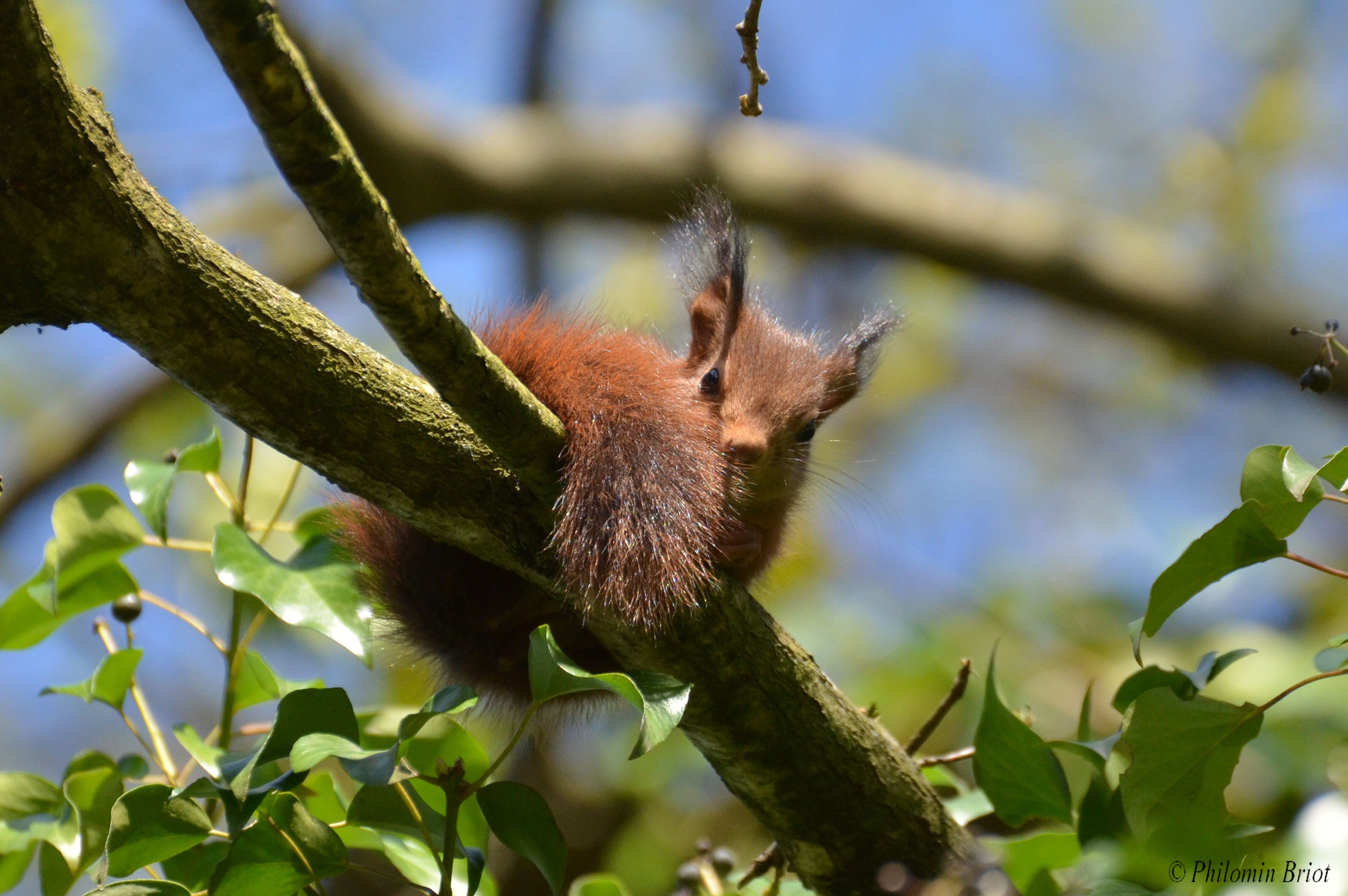 Mammifères - Philomin Briot Photographie