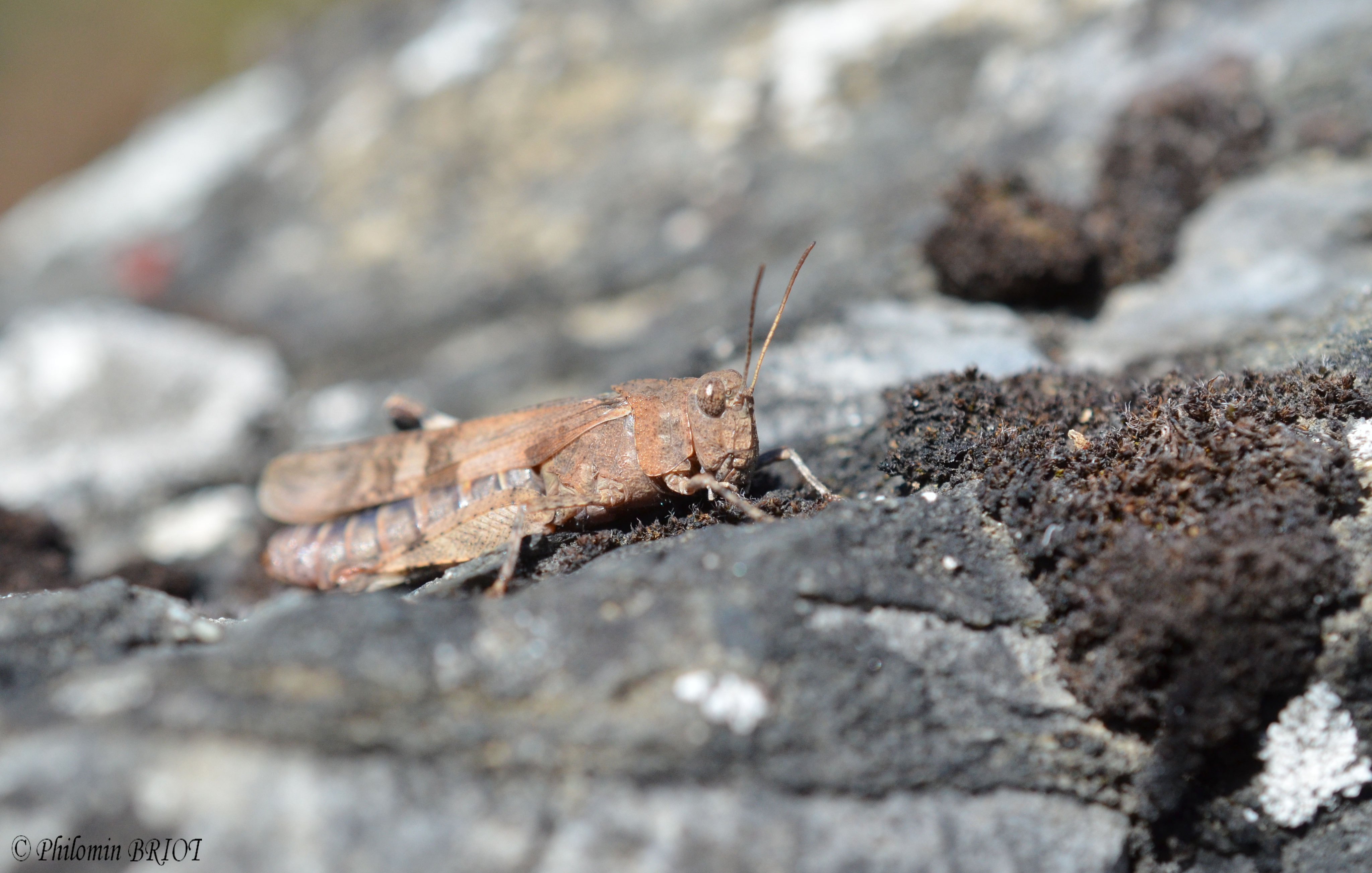 Insectes - Philomin Briot Photographie