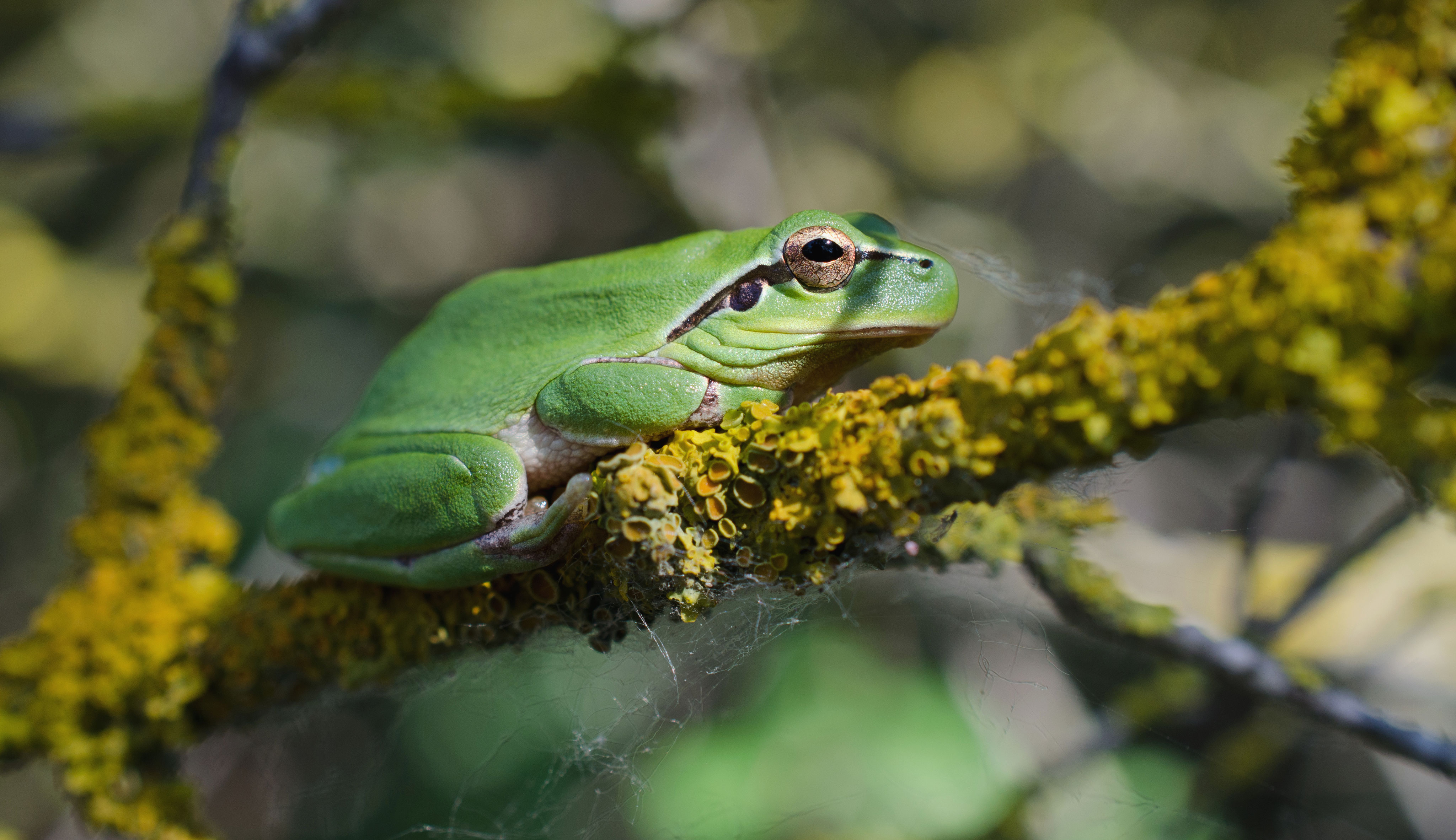 Amphibiens - Philomin Briot Photographie