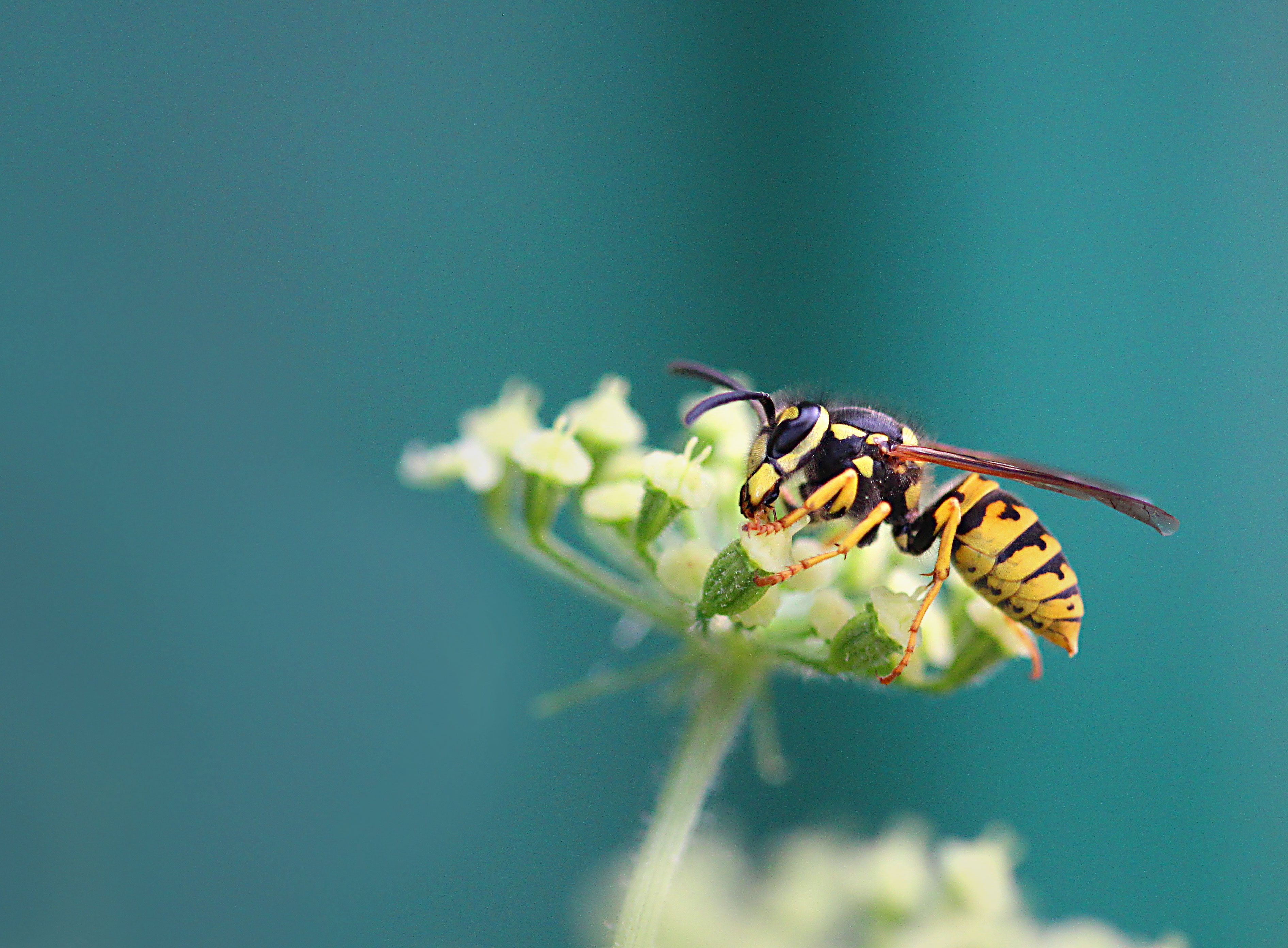 Insekten & Kleine Tierchen - Irene Horvath Fotografie