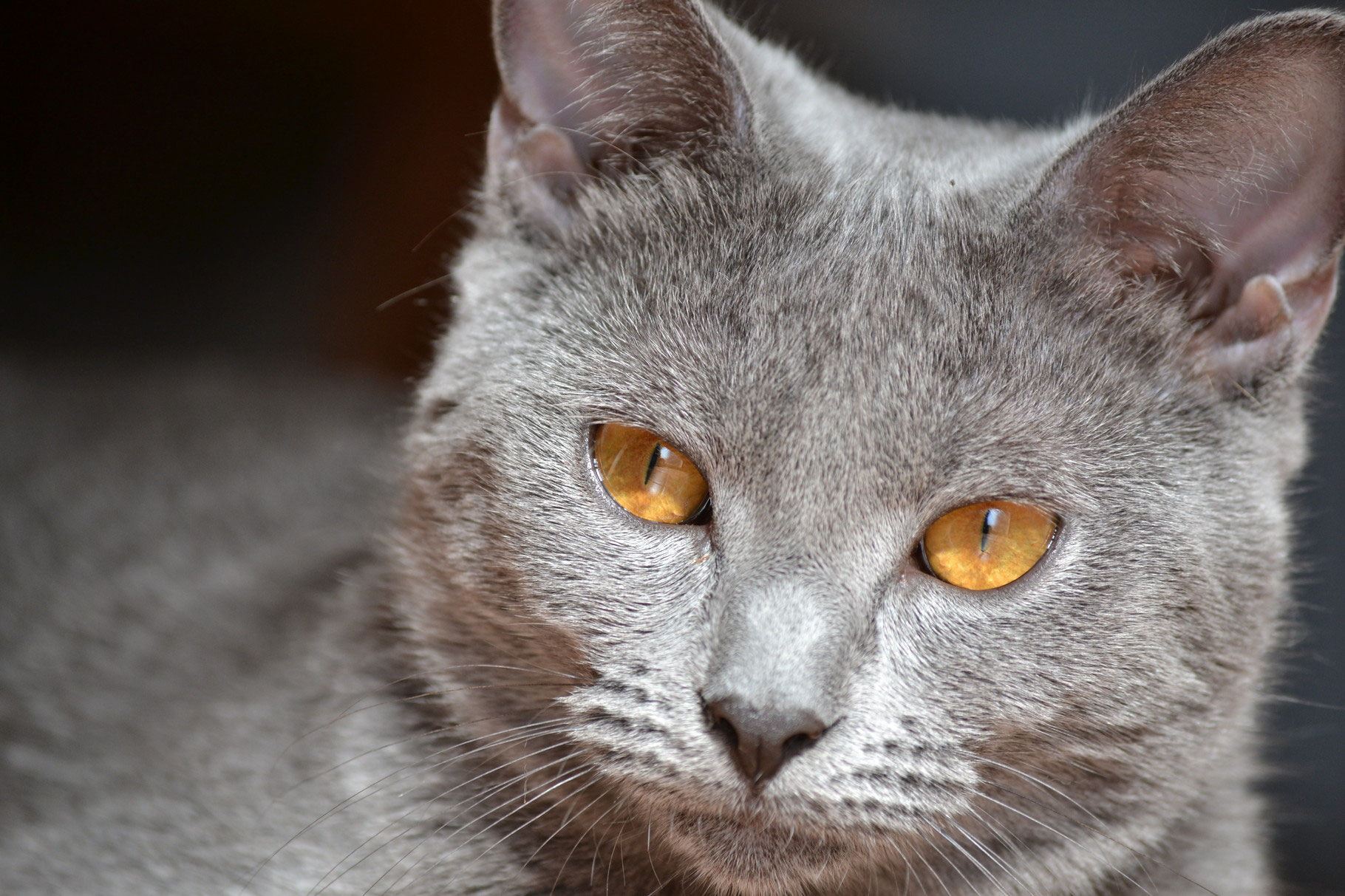 Lindsey Bont en Blauw - ROMA ALLEVAMENTO, GATTO CERTOSINO ALLEVAMENTO ...