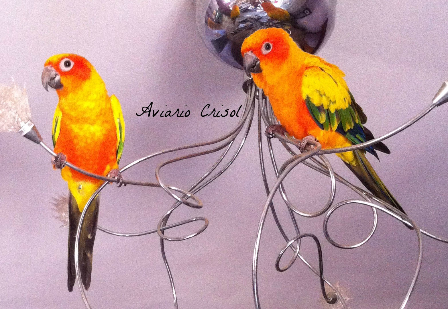 Pareja de Cotorras del Sol - Aviario Crisol