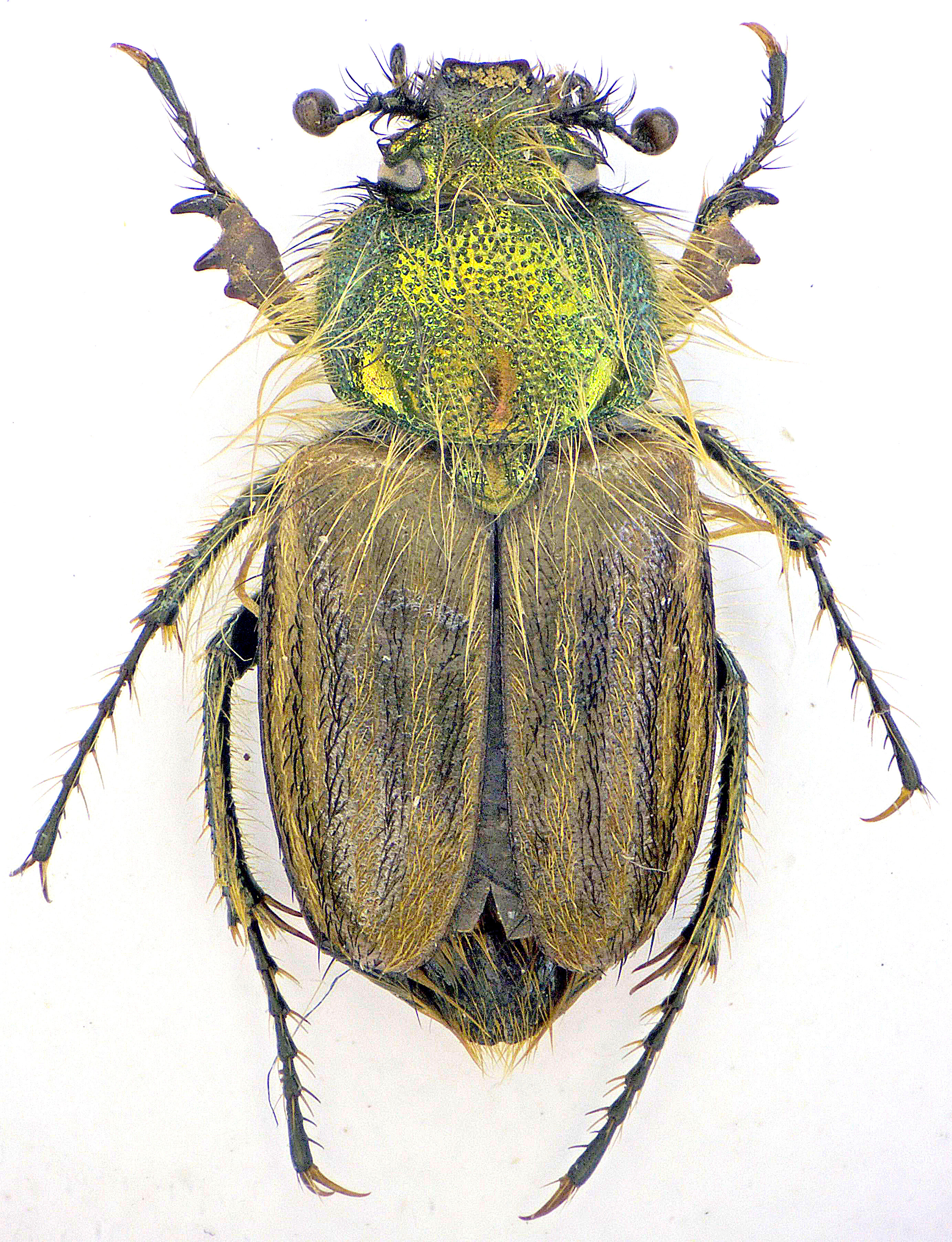 Galerie - Site de insectedumaroc