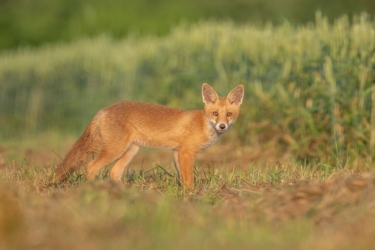 Rotfuchs - Andreas Zettl Fotografie - www.andreaszettl-foto.de ...