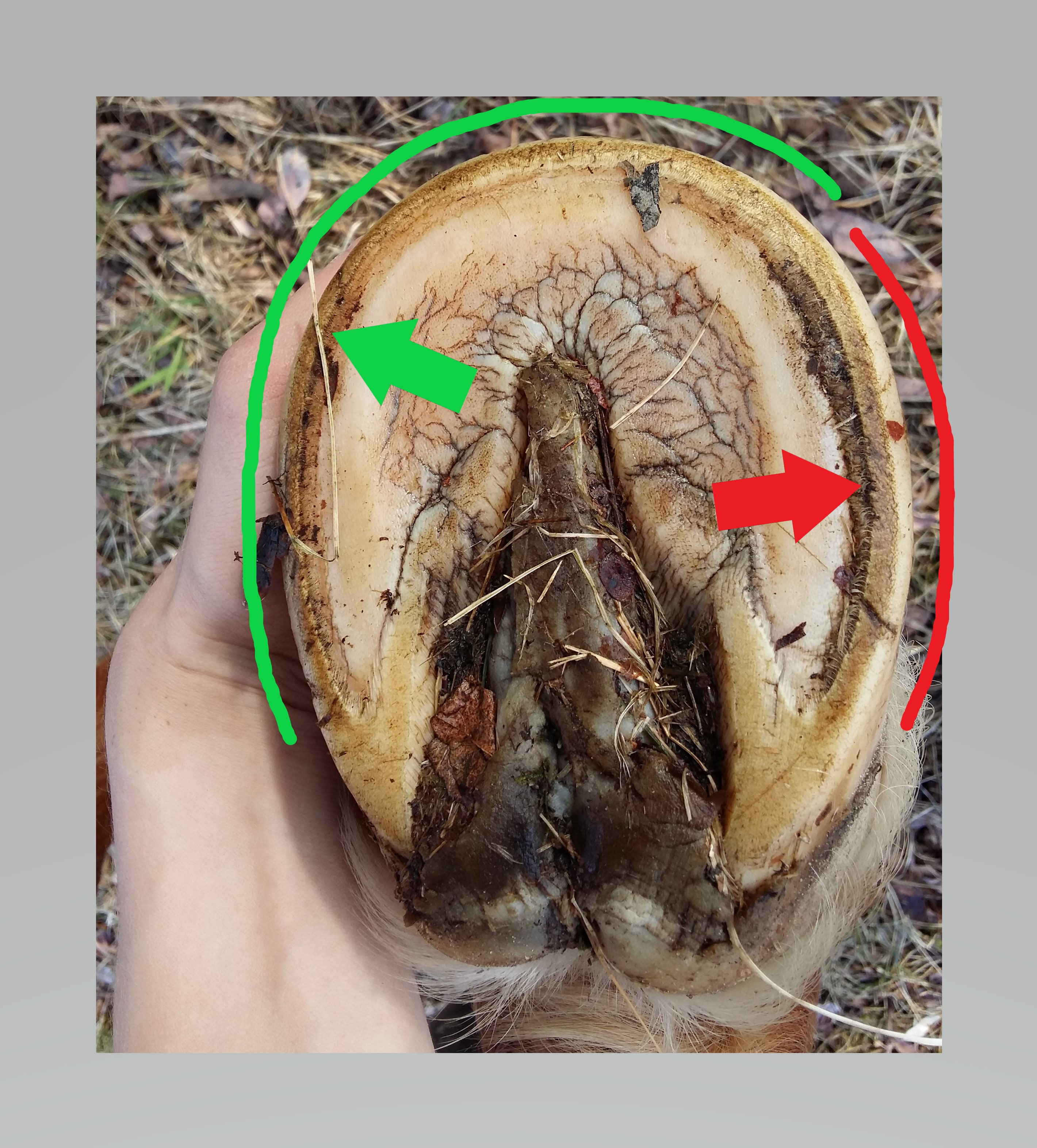Der Gesunde Huf Unser Ziel Natuerliche hufbearbeitung