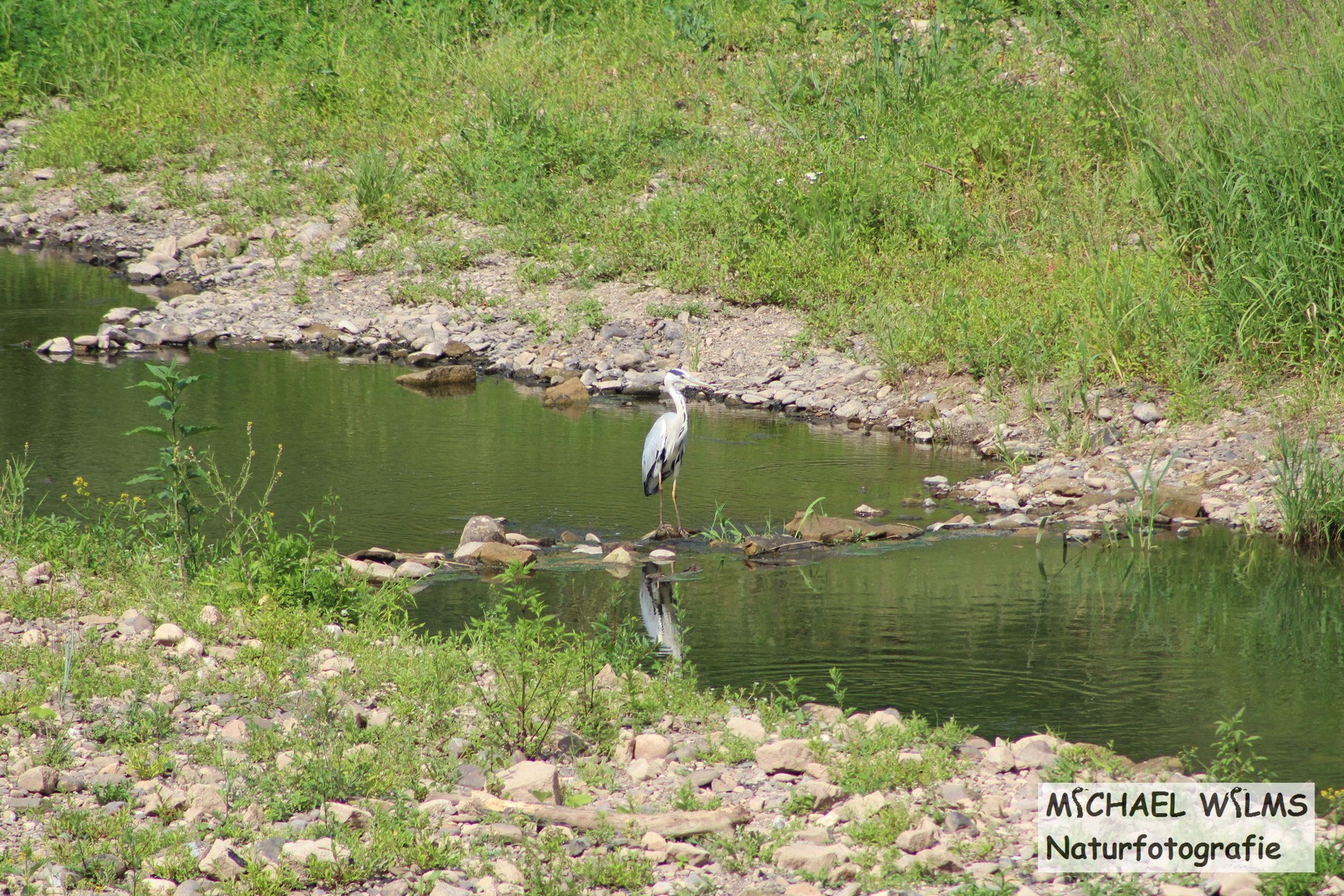 Vögel - Michael Wilms Naturfotografie