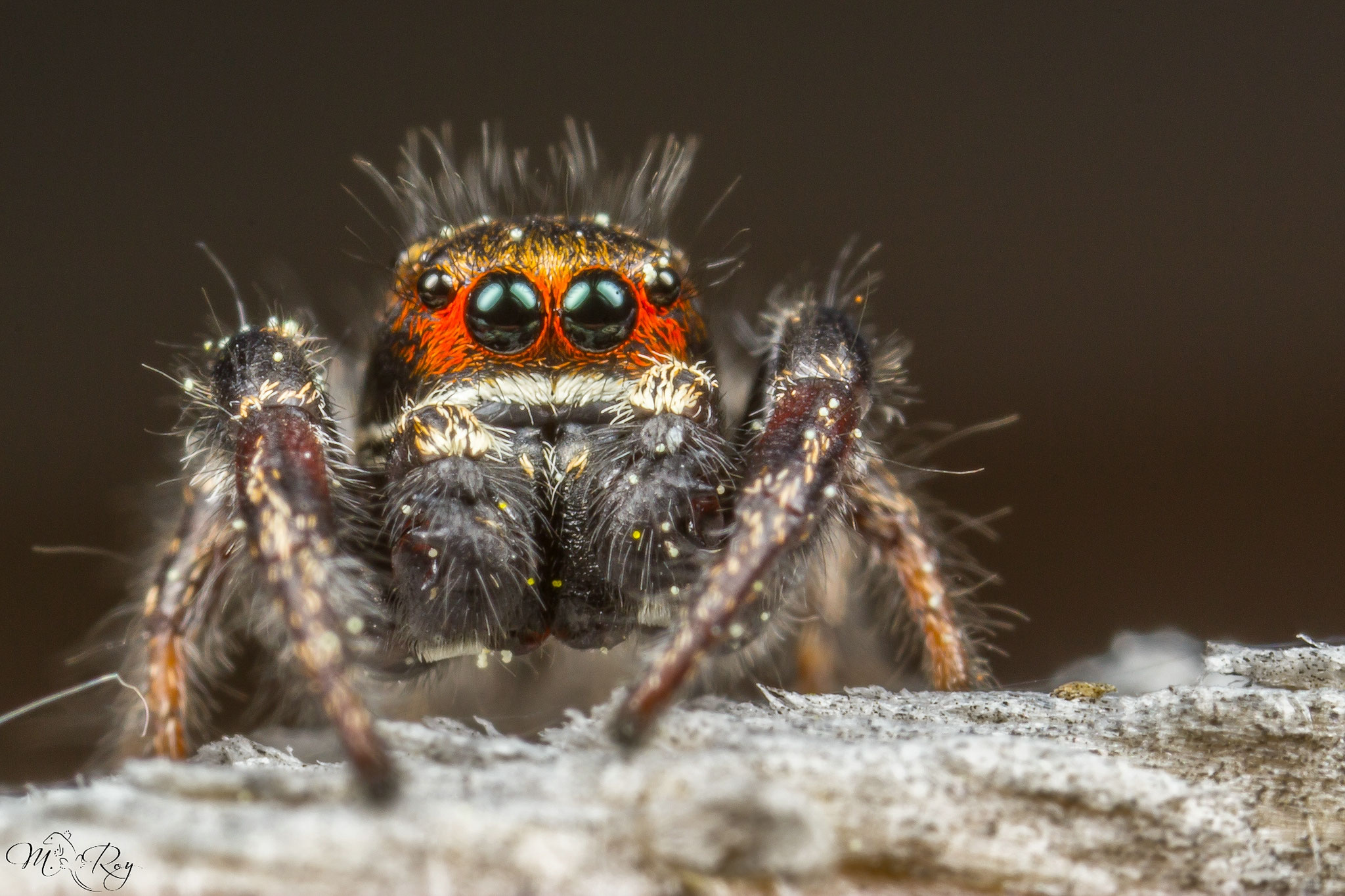 ♂ - Salticidaes Springspinnen Spinnen und Spinnentiere