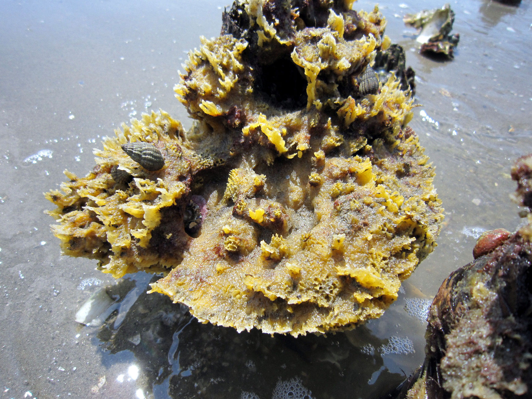 Spongiaires - Coquillages et poissons du Bassin d'Arcachon