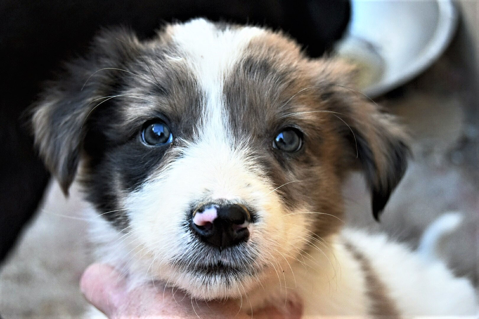 CACHORROS EN ADOPCIÓN - Página web de soriadopcion