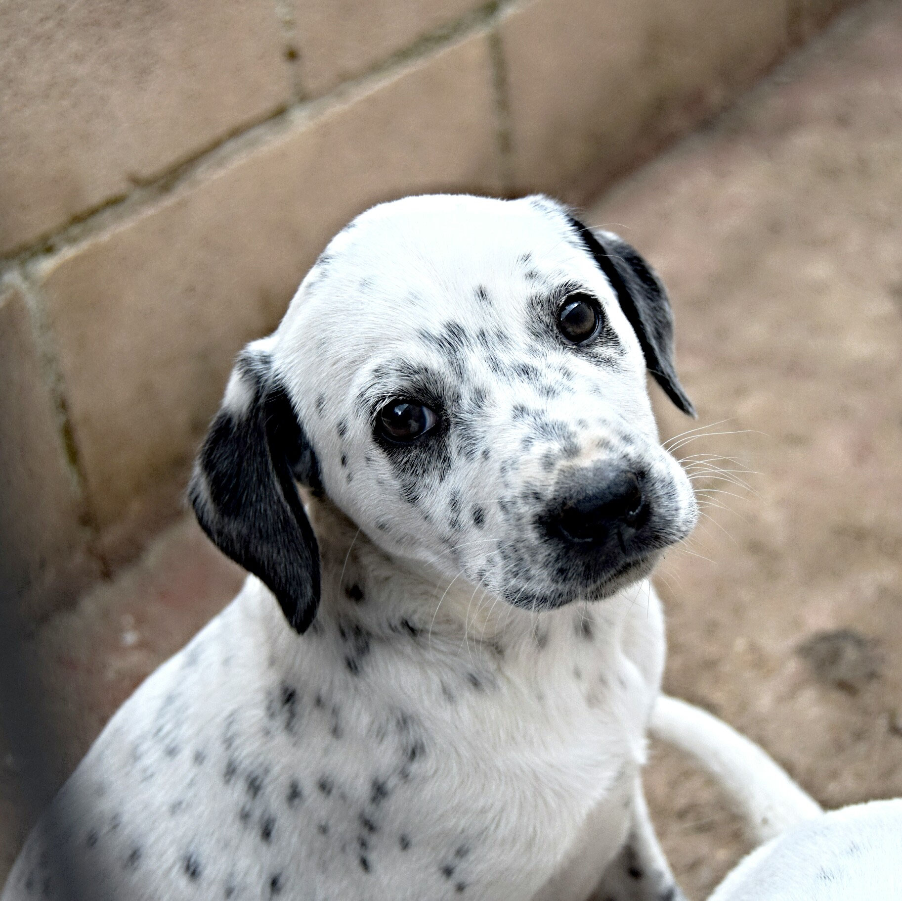 Mezcla Cachorro Dálmata