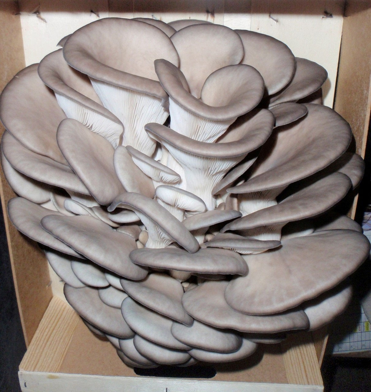 Produkteübersicht sehen Sie auch in der Gallerie - edelpilze-okeanos ...