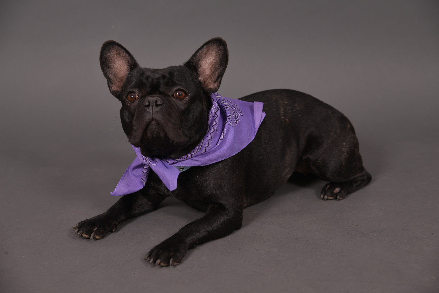 Die französische Bulldogge - BullChi von Meybou Webseite!