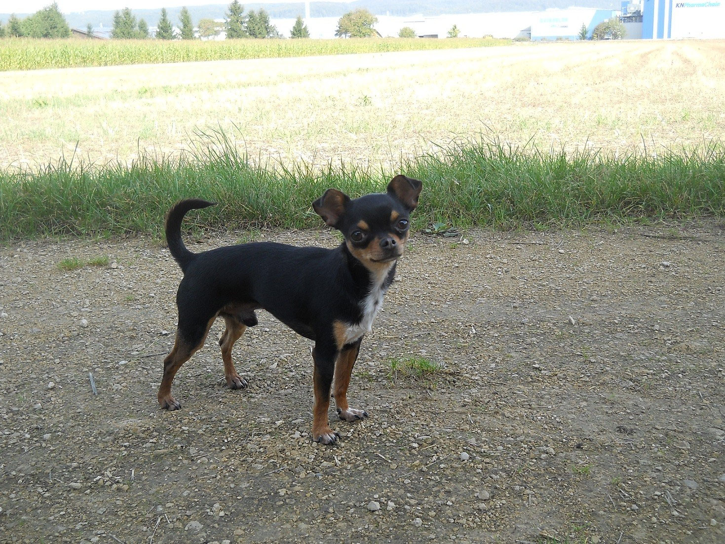 Homepagename - BullChi von Meybou Webseite!