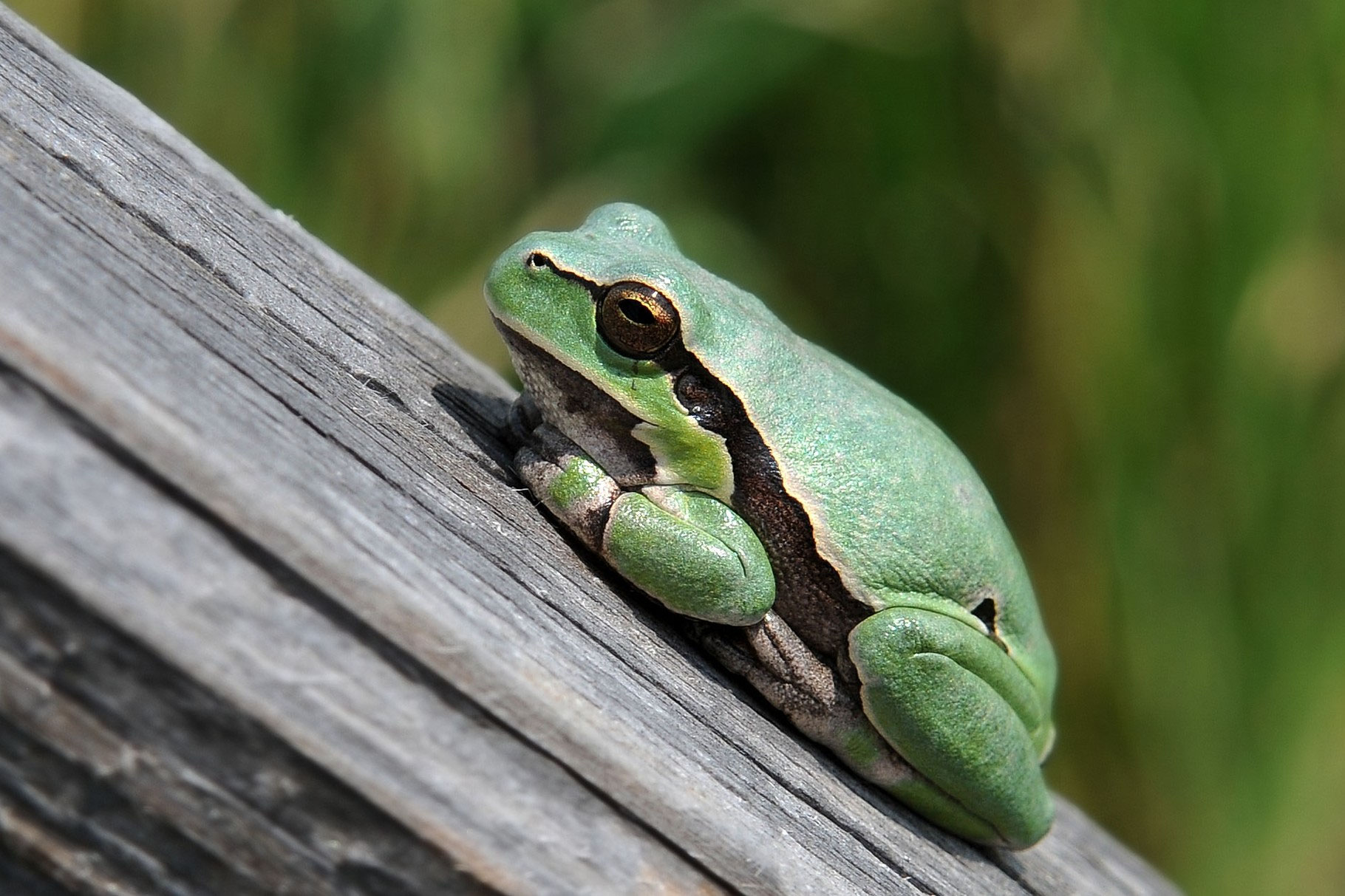 Amphibien - theilerfoto