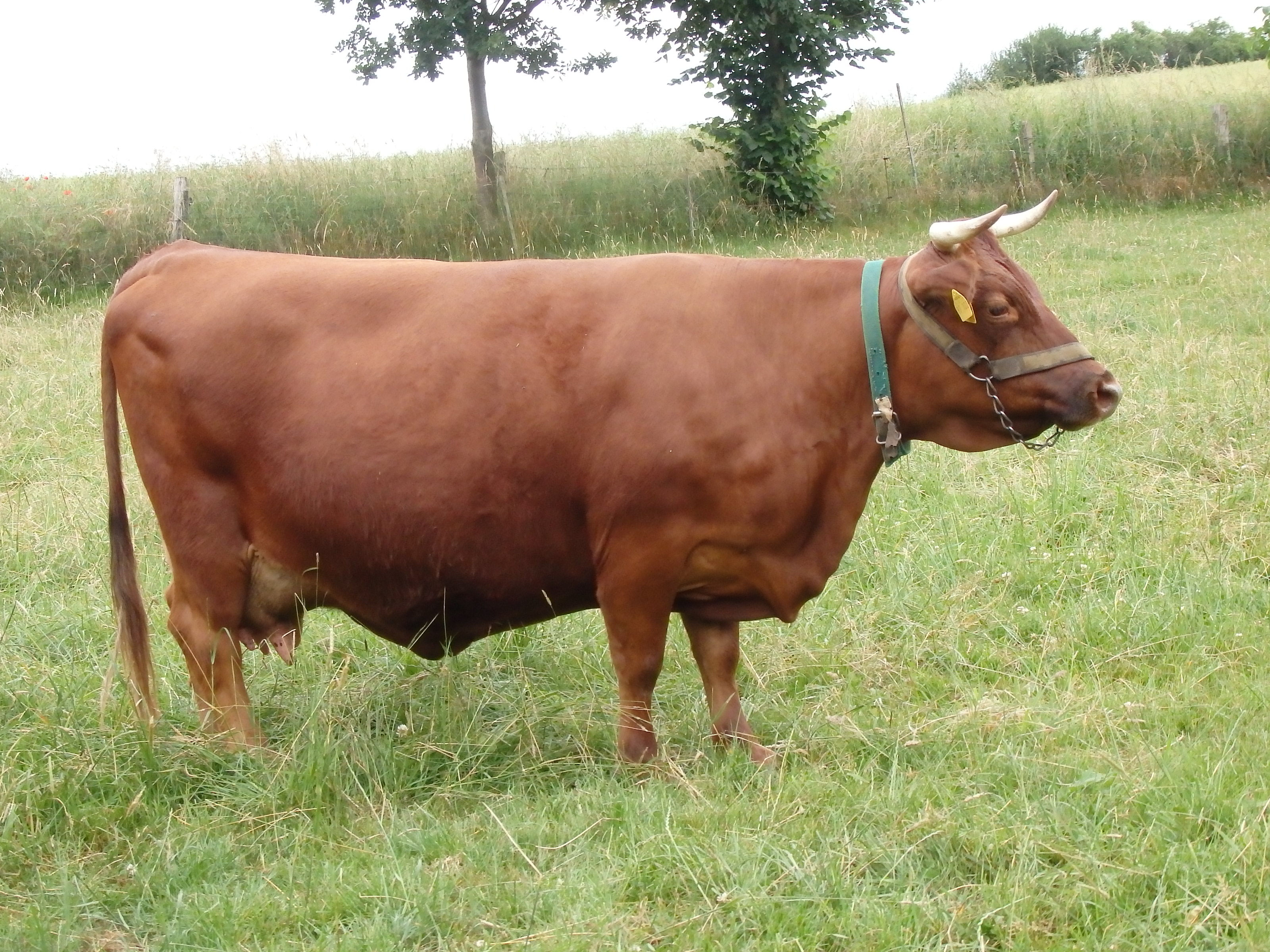 Aktueller Bestand - Dexter Rinder Scheden