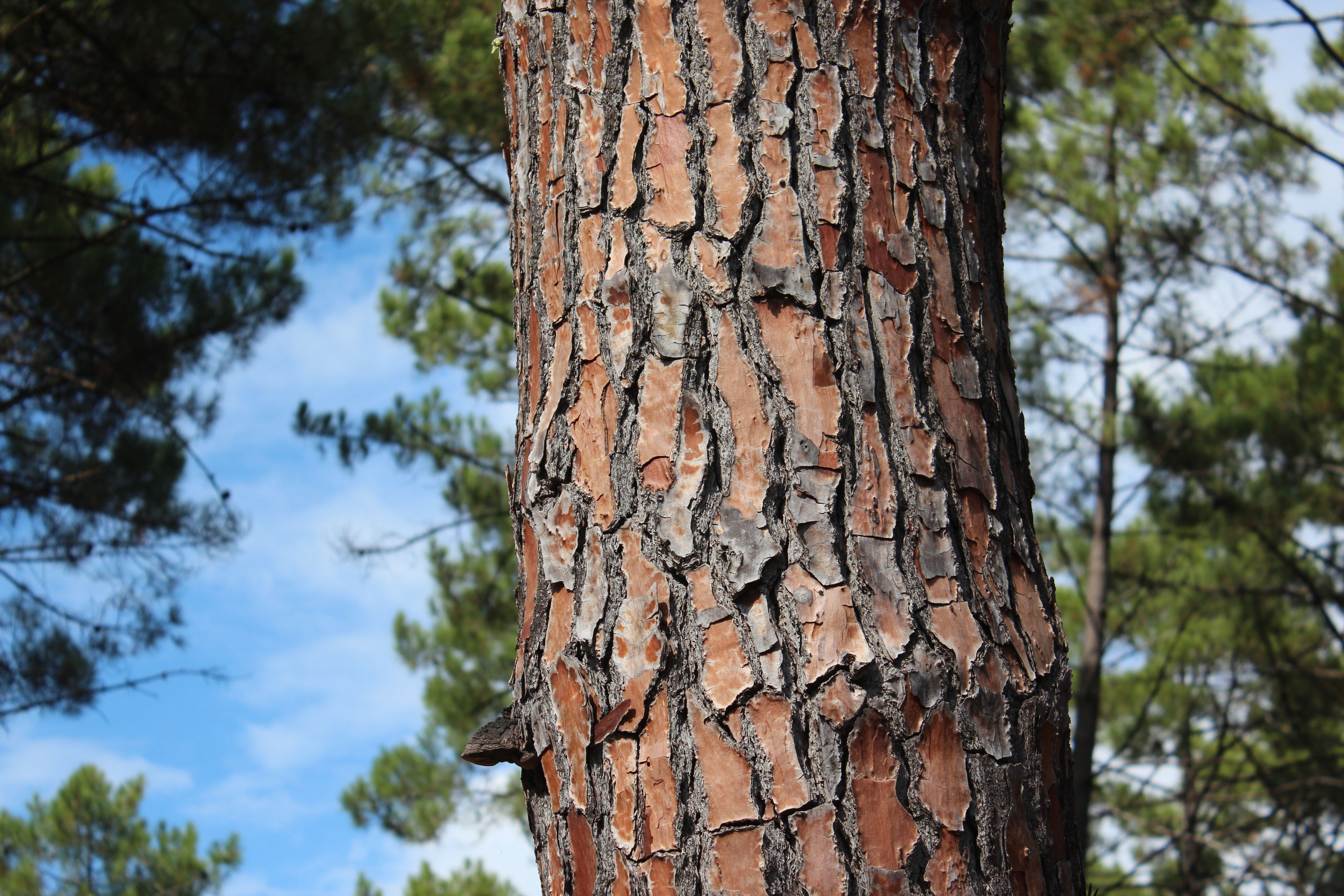 La Jenny - village - chalet atlantic la jenny