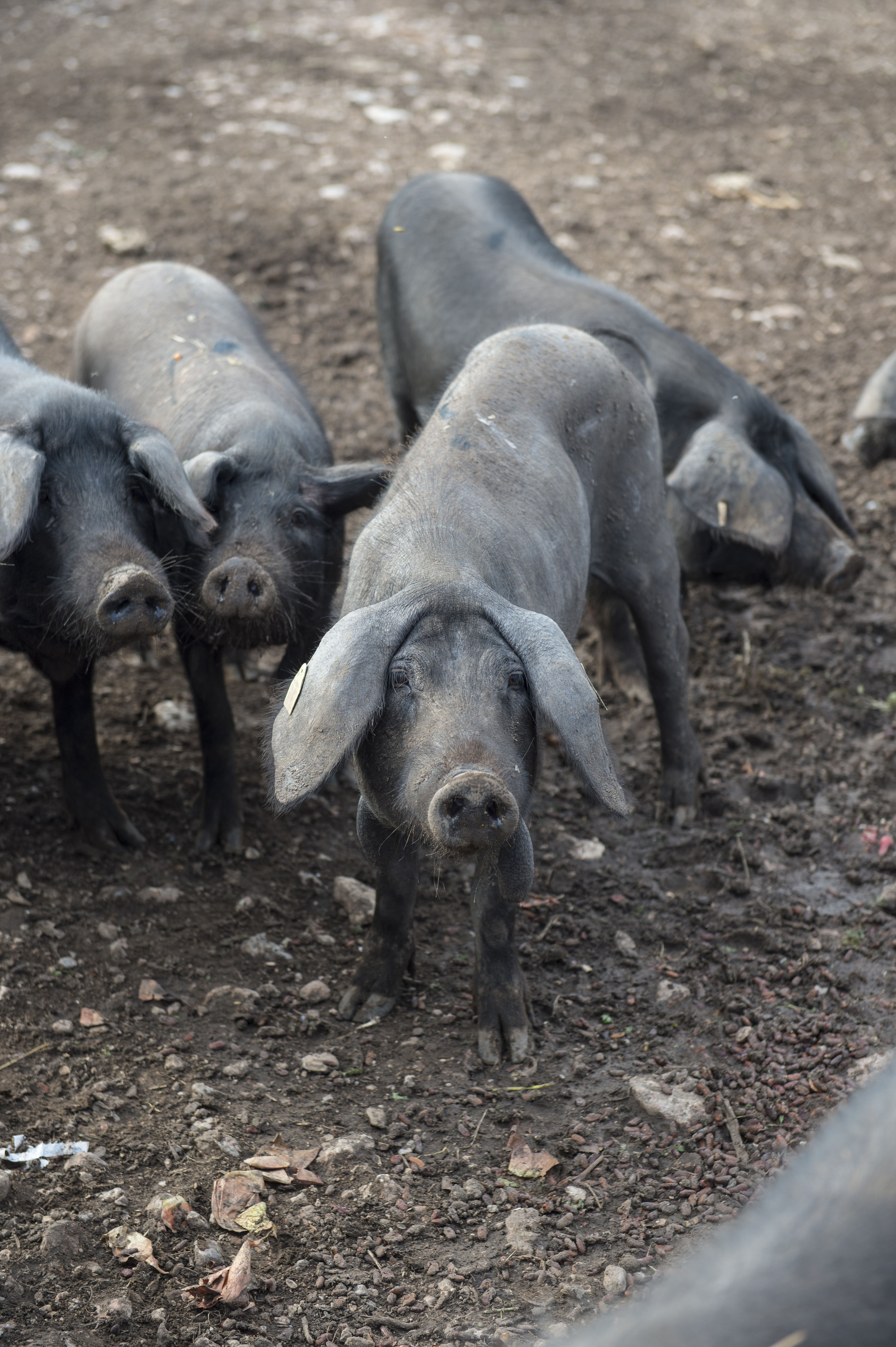 Besuch bei "Porc Negre" de Mallorca - susanne polzin fotografie