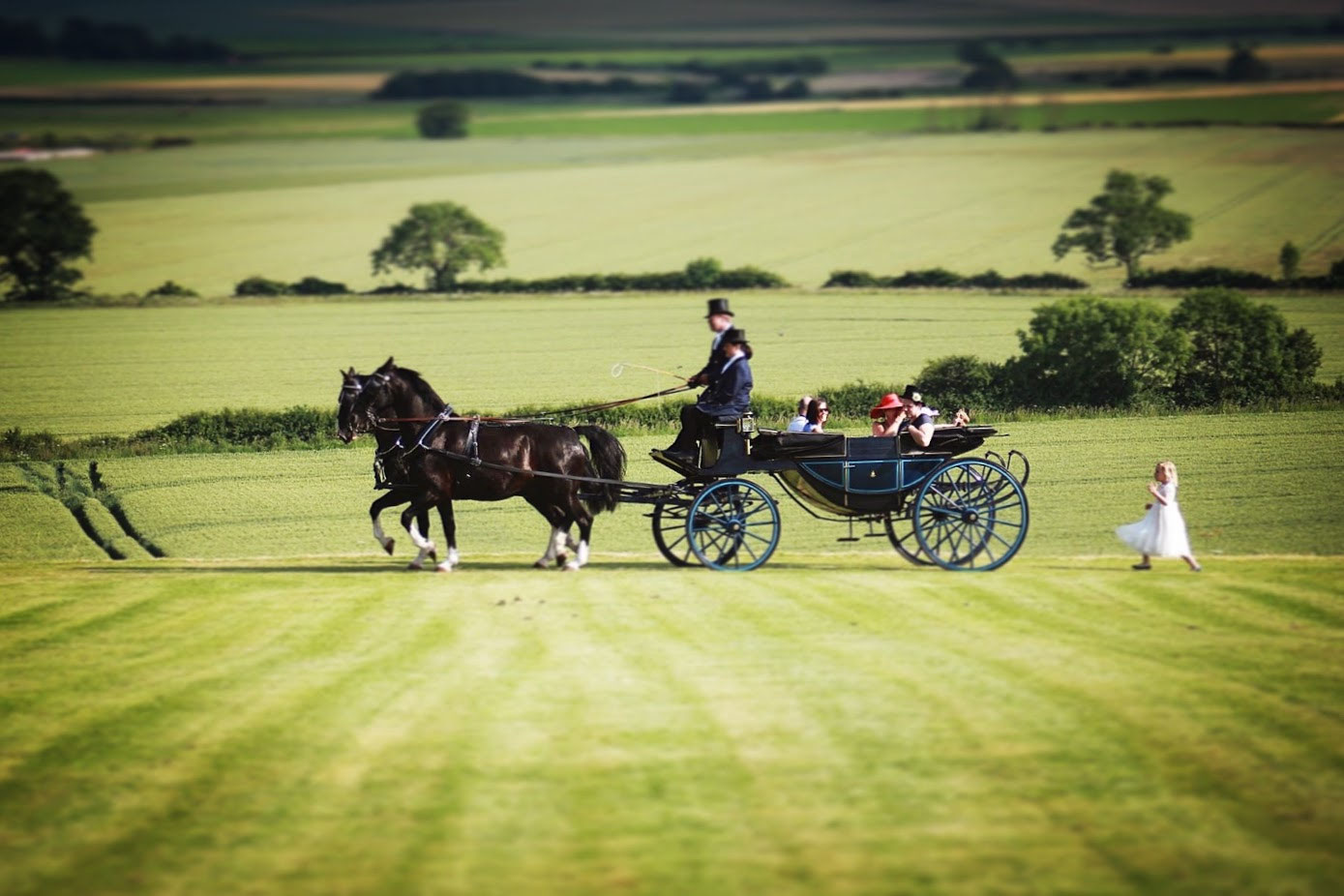 D K Carriage Horses | Private Hire & Special Occasions | Proms - D K ...