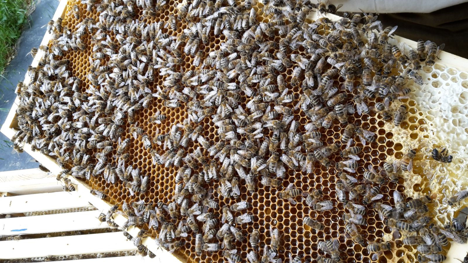 Rund um die Biene - stachers-wild-honigs Webseite!