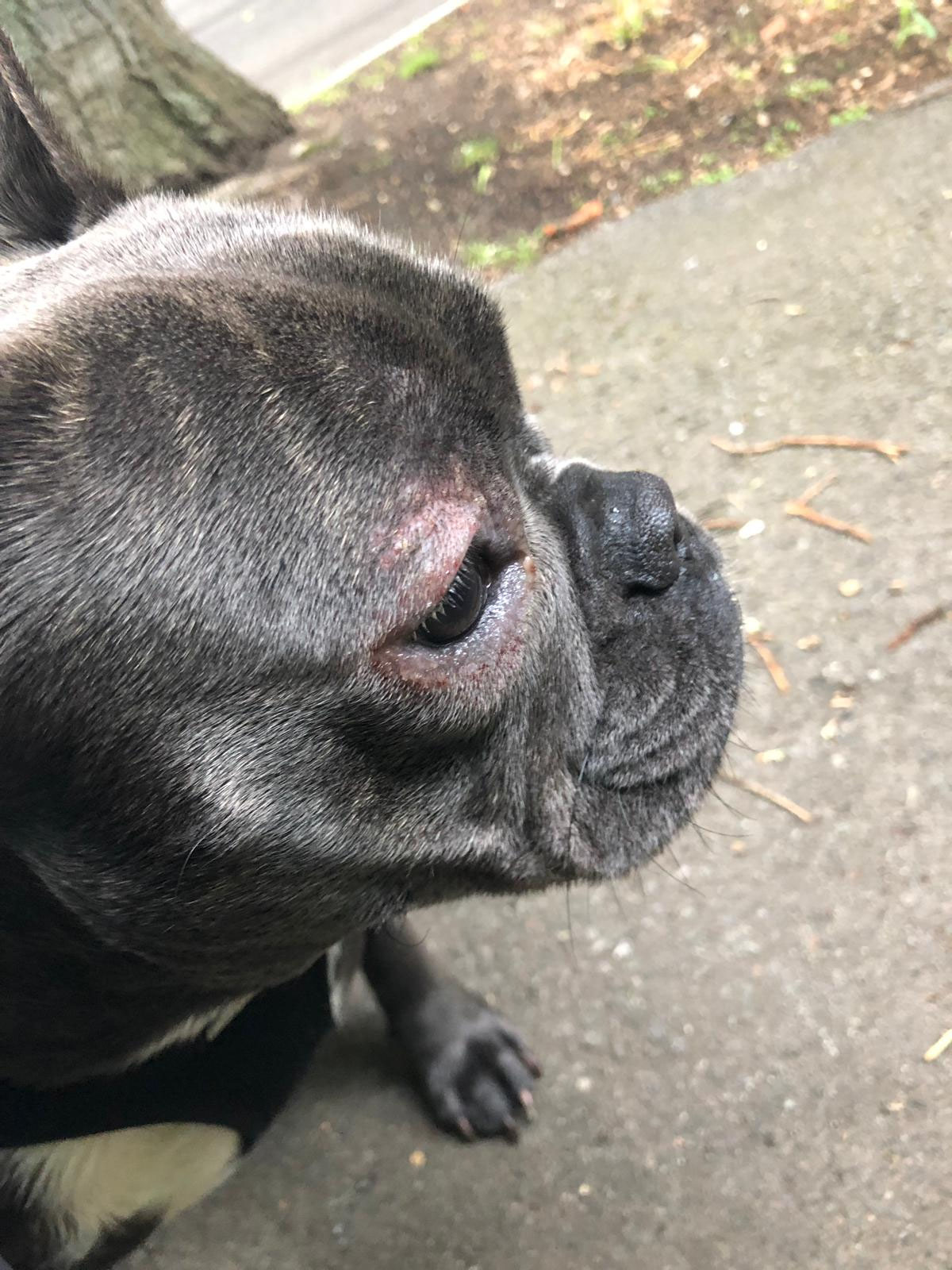 Betroffene Hunde - CDA- Dilute Gen