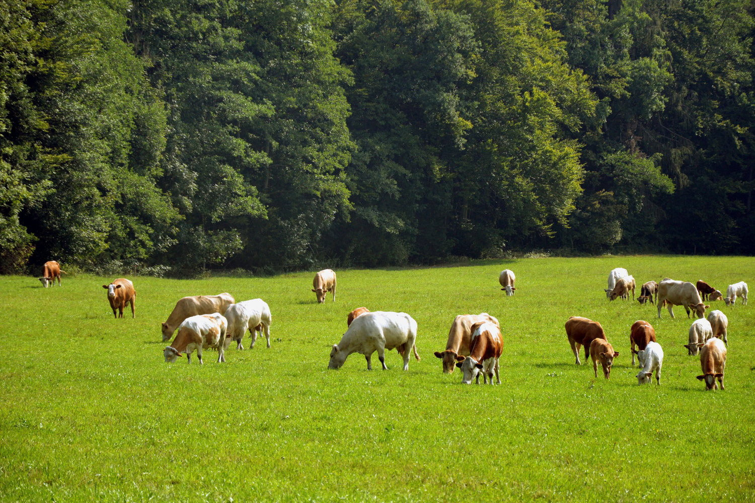 Viel Platz für unsere Rinderherde - Bio-Hof beim Zenz in Punding
