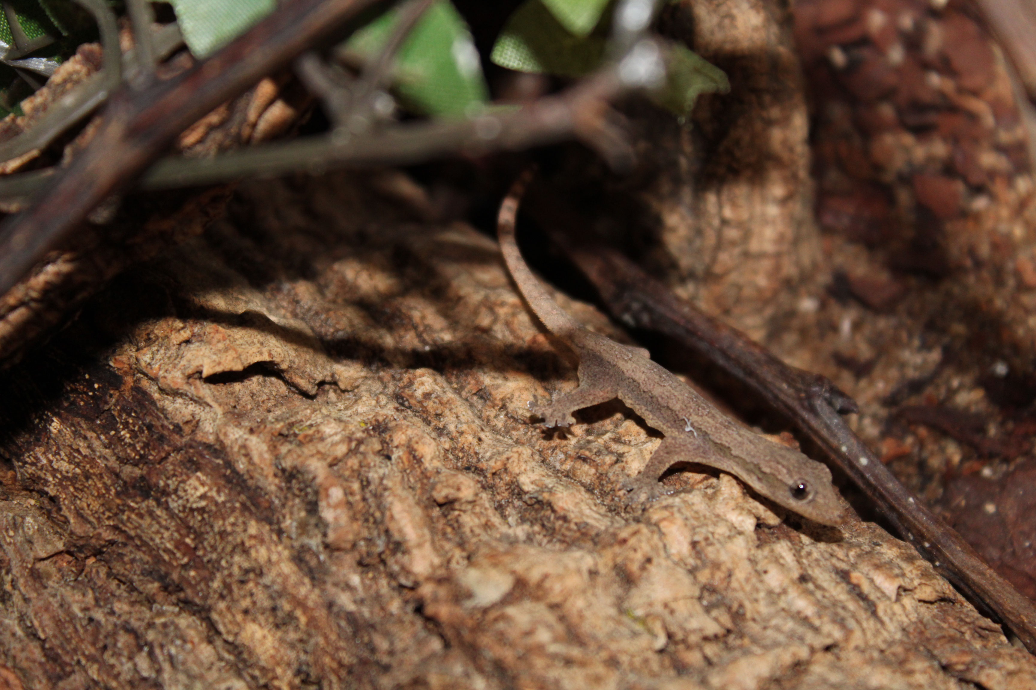 Halbfinger Geckos (Hemidactylus) Arten - Neukaledonien-Geckos