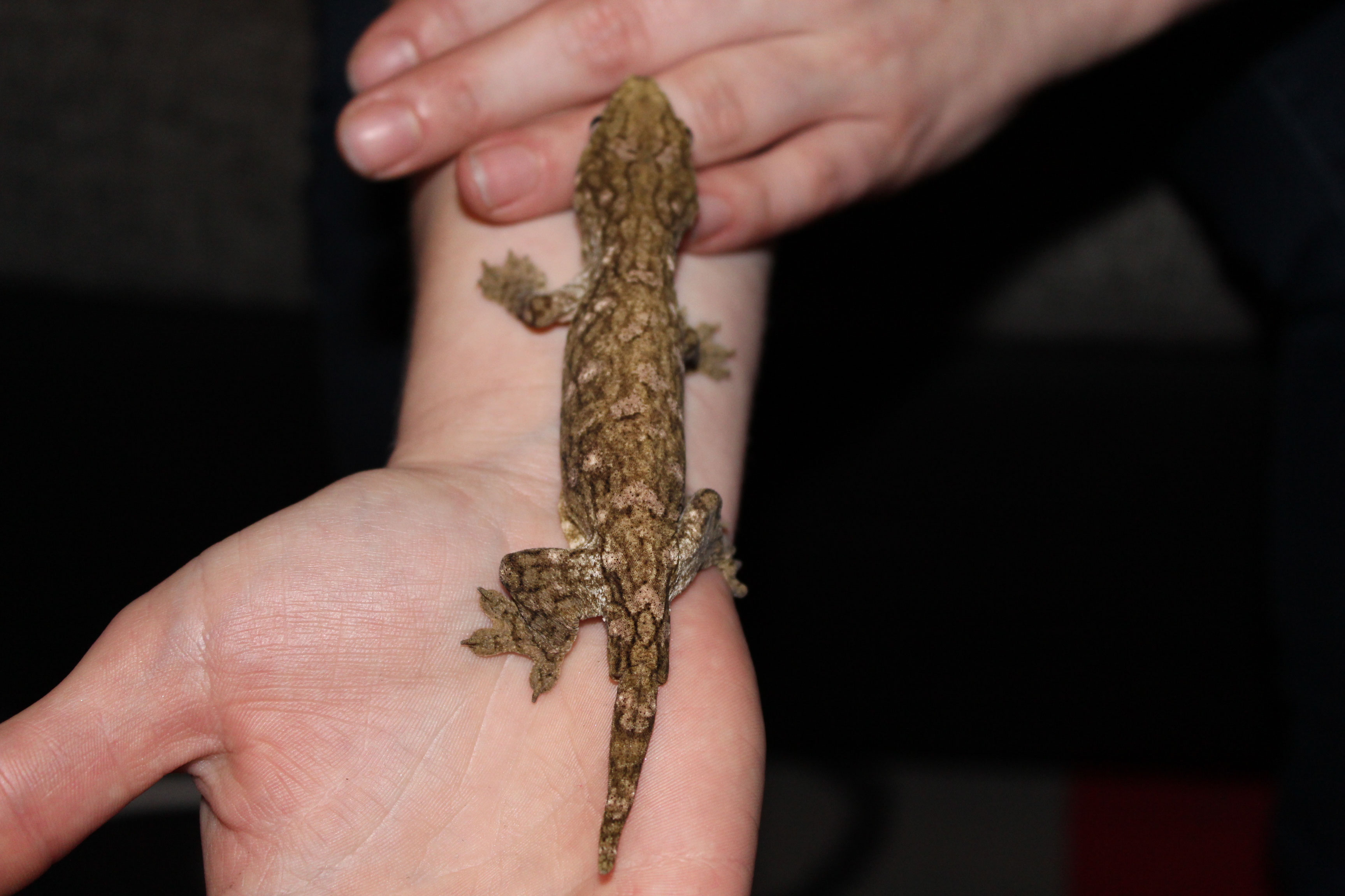 Rhacodactylus Leachianus | Neukaledonischer Riesengecko - Neukaledonien ...